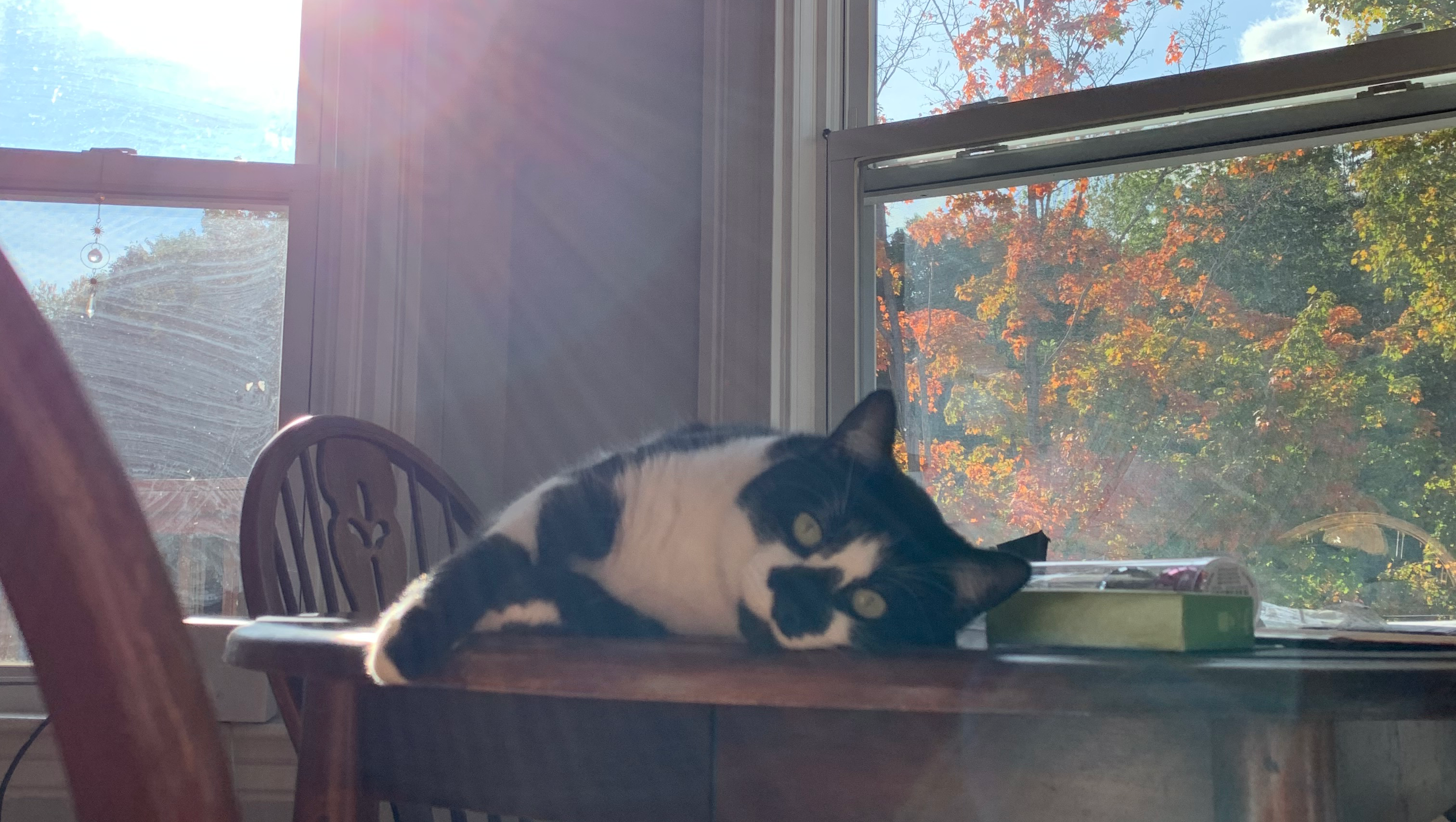 Fundraiser by Rowan Skylar : Angel Boy Pongo’s Emergency Surgery