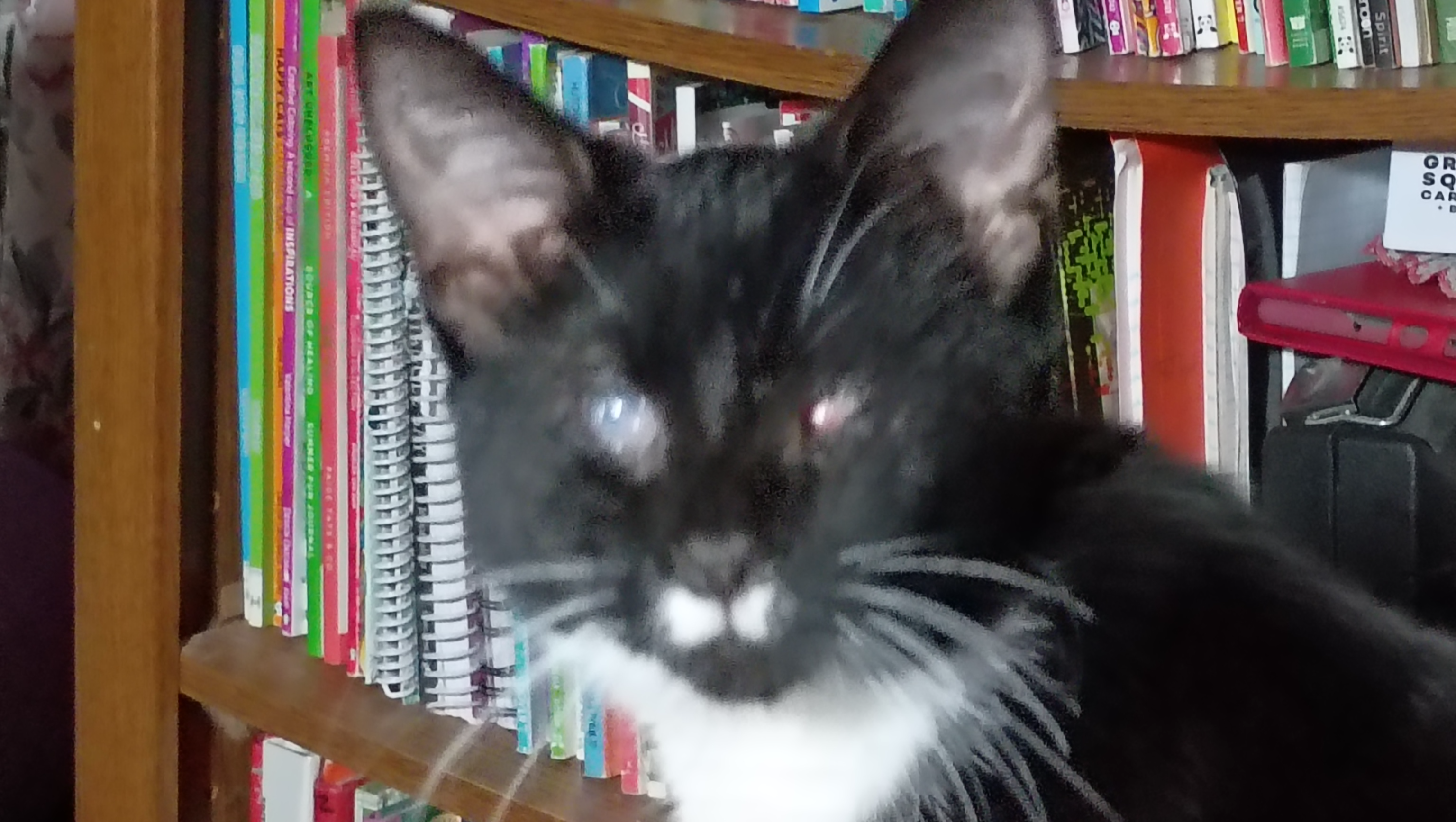 Fundraiser by Mitzi Hidy : Help Morticia Heal: Kitten Eye Surgery