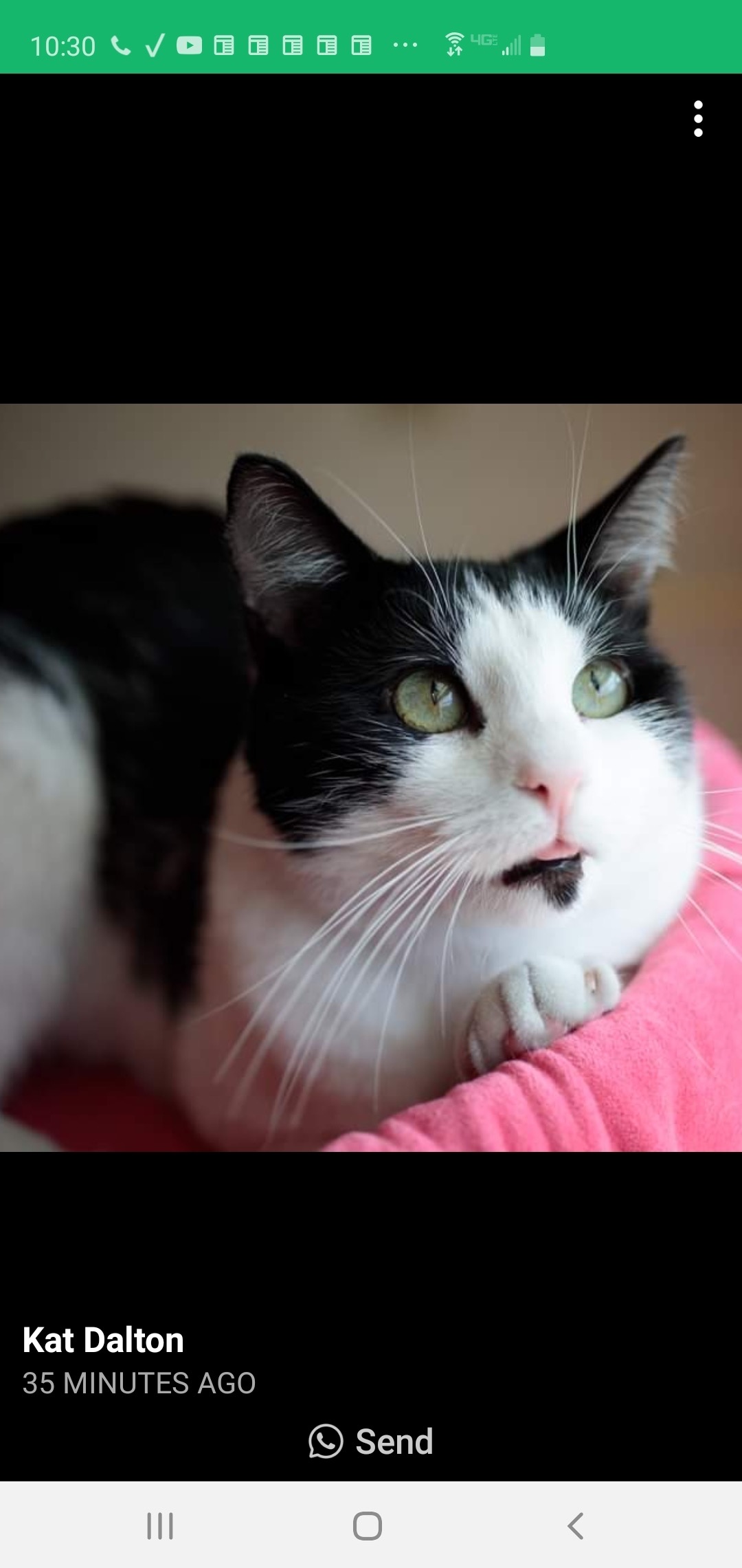 Fundraiser by Brenda McLean : Support Susan’s Cats Through Winter’s Chill