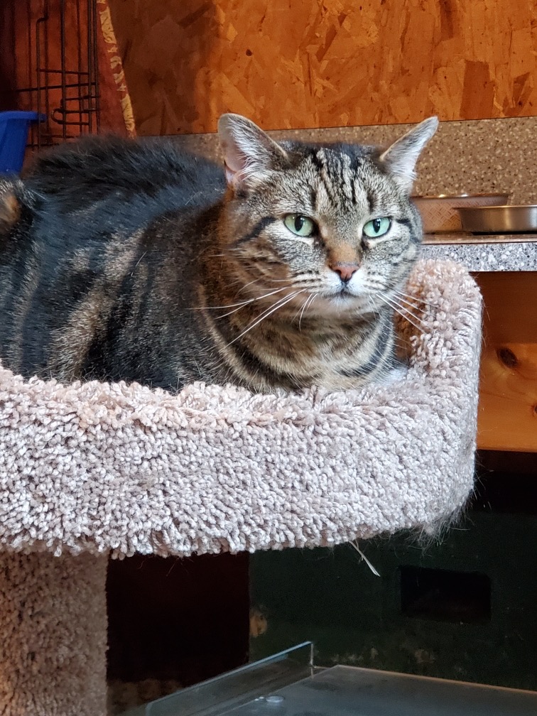 Fundraiser by Brenda McLean : Support Susan’s Cats Through Winter’s Chill