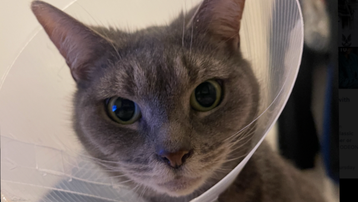 Fundraiser by Ashleigh Thomson : Tina needs lifesaving surgery