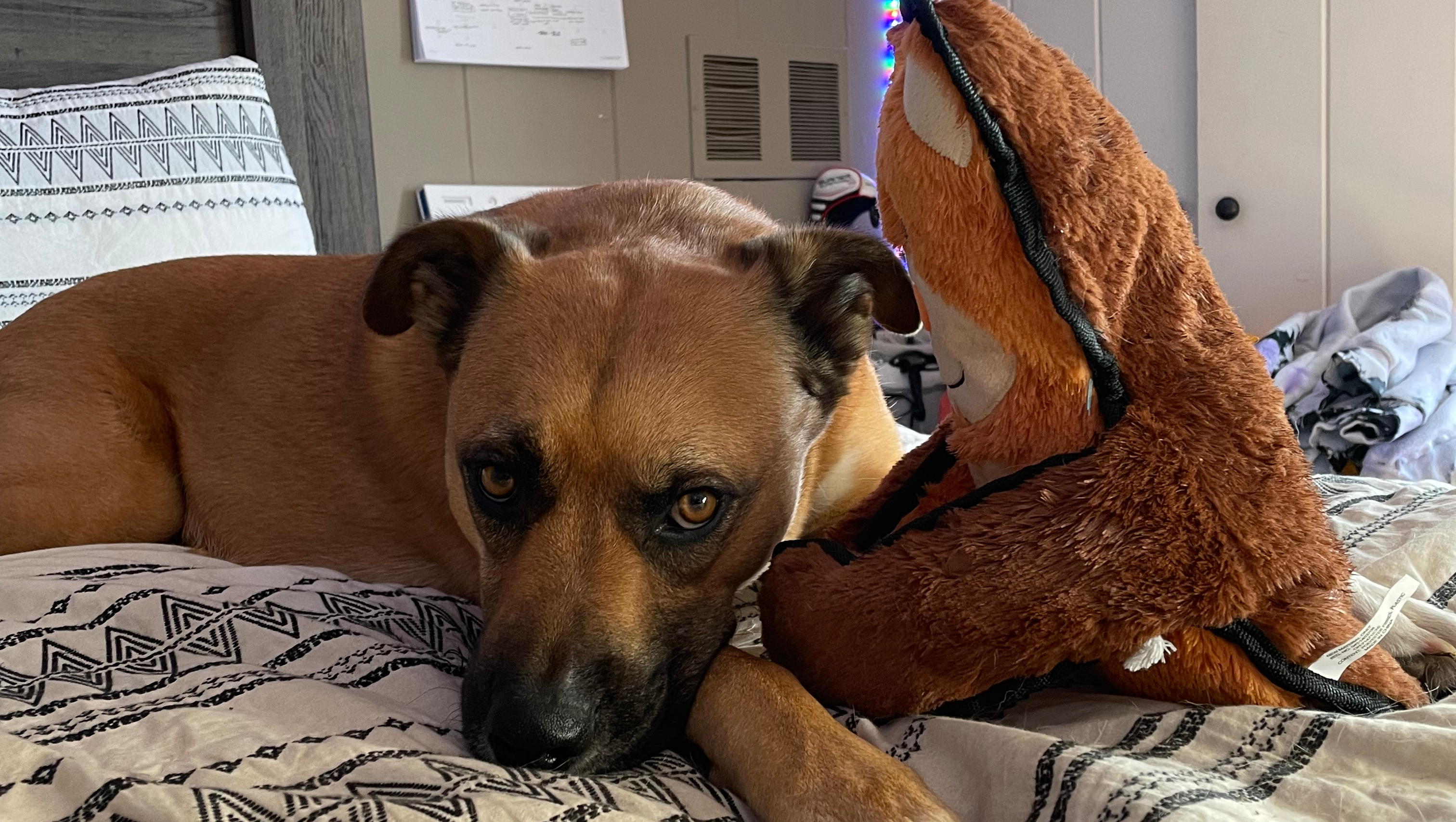 Fundraiser by frisky alien : Support Red’s Tumor & Tooth Extraction Surgery