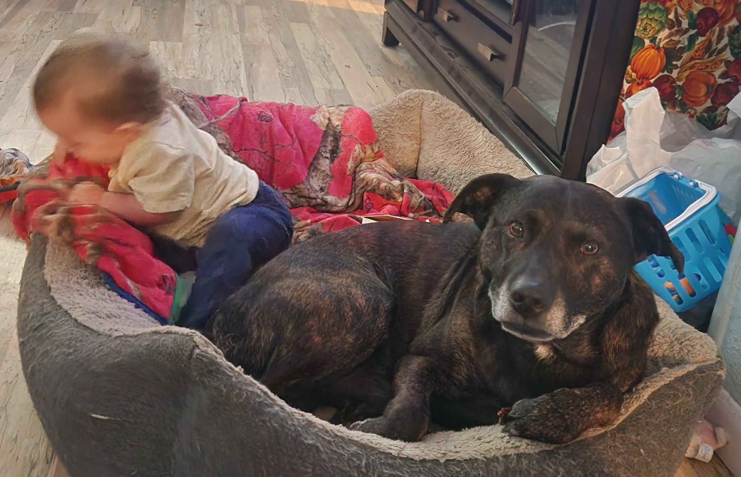 Fundraiser by Rachel Fite : Help Save Savage