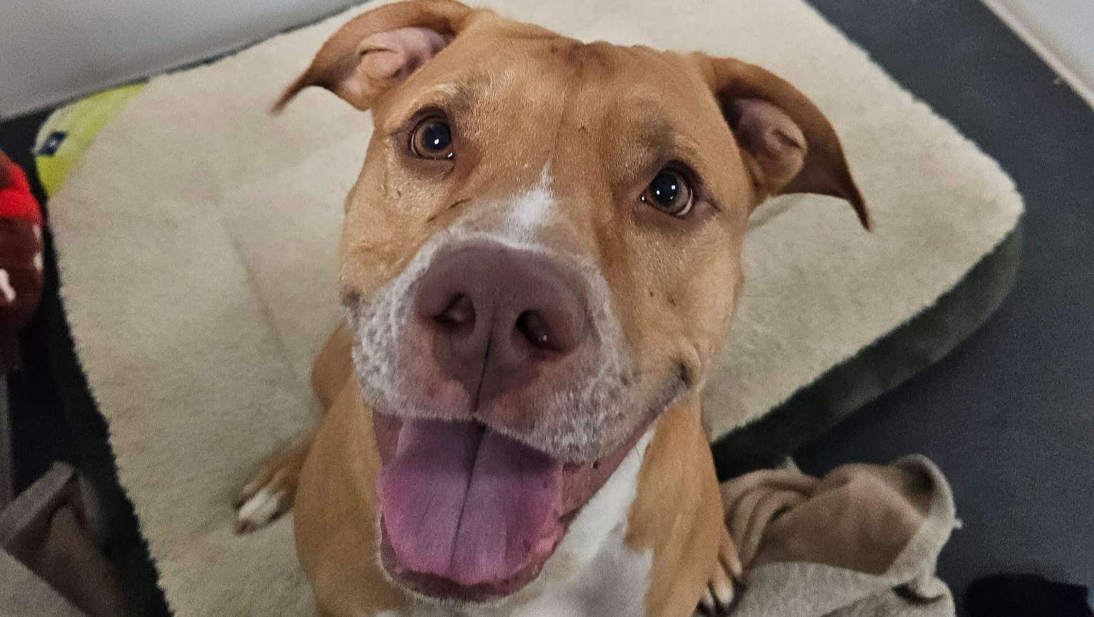 Fundraiser by Shannon Bowman : Support Scooby’s Life-Saving Surgery