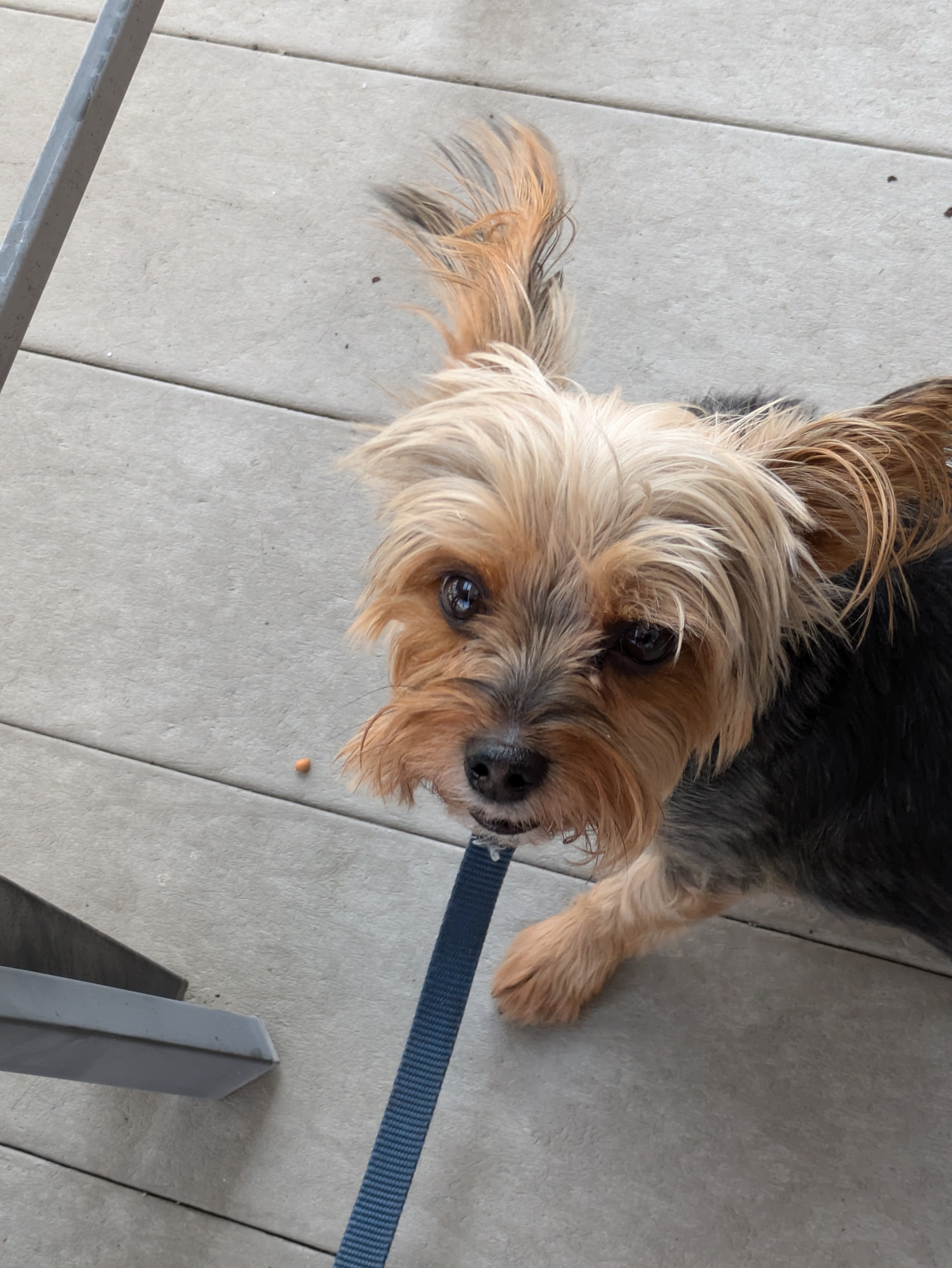 Fundraiser by Karen Williams : Help Pepper