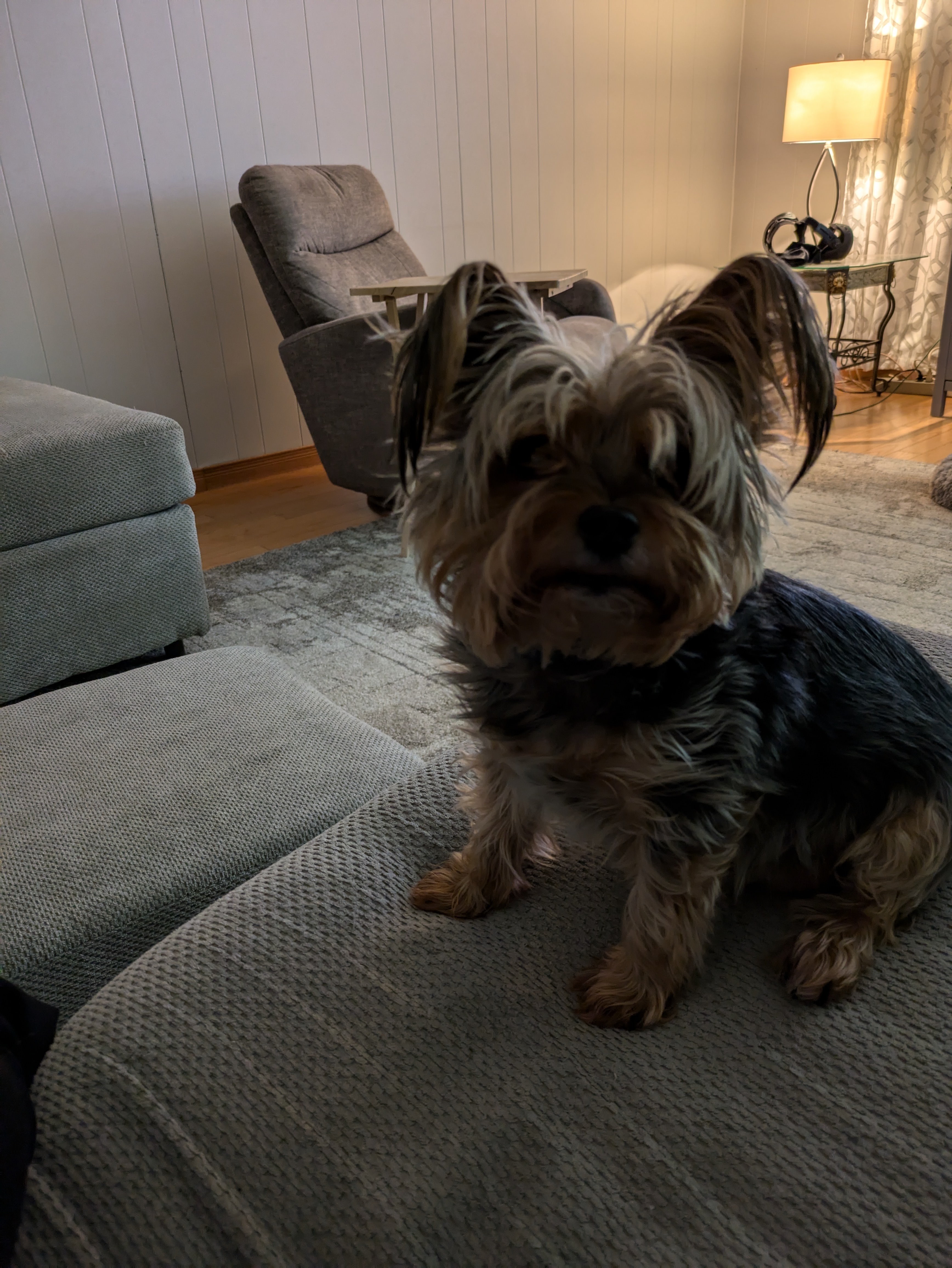 Fundraiser by Karen Williams : Help Pepper