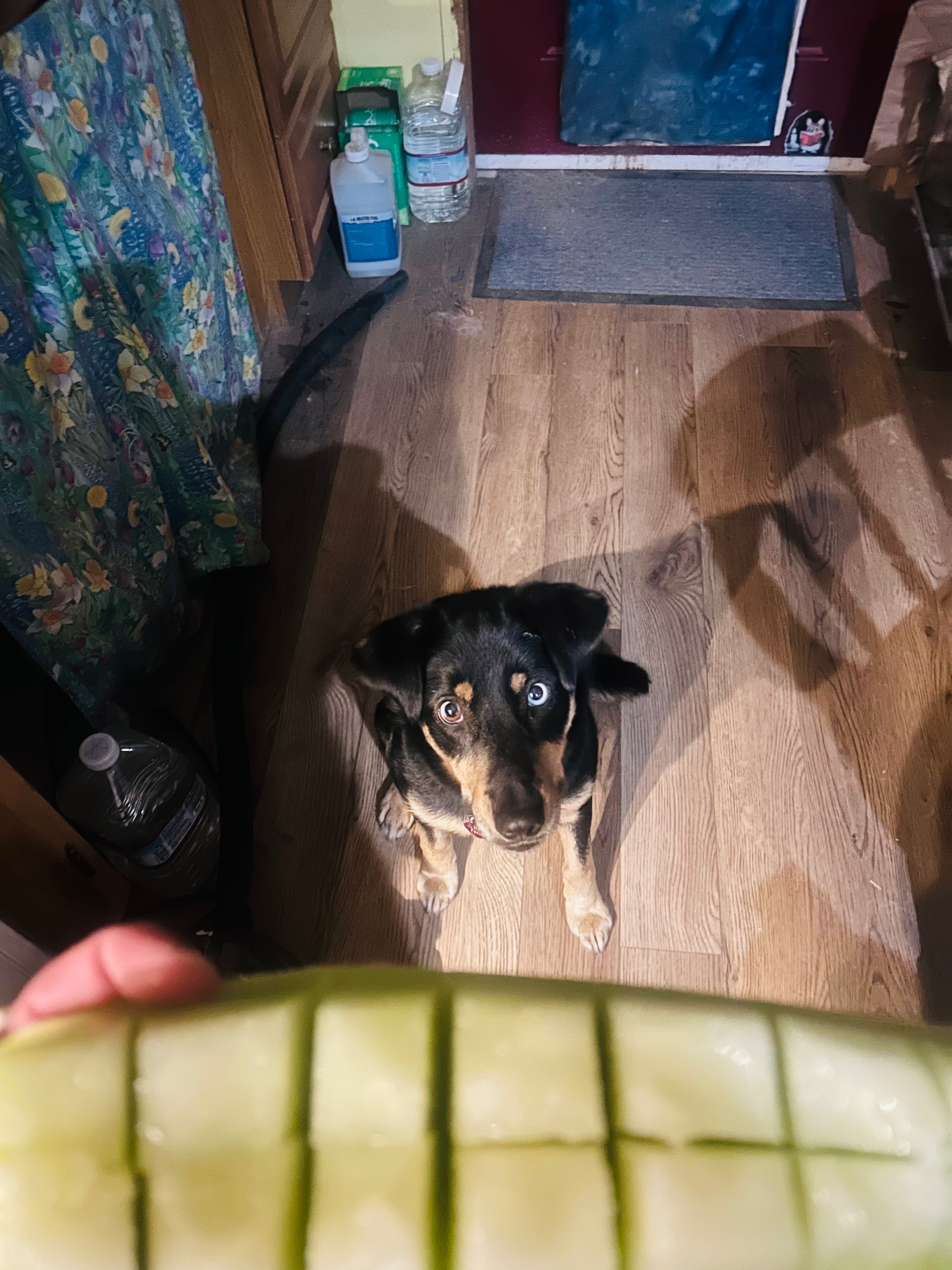 Fundraiser by Holly Thorssin : Birthday Fundraiser for Ft. Husky Foster ...