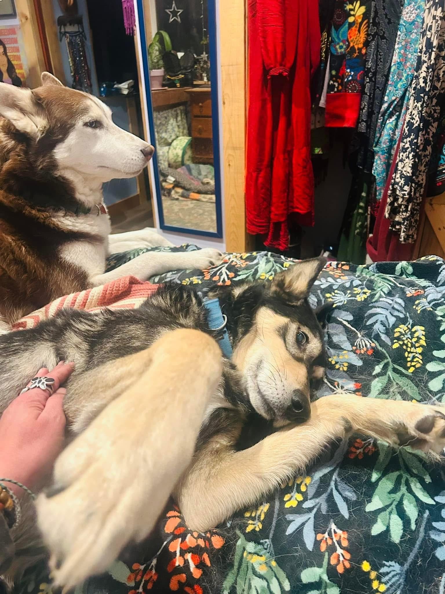 Fundraiser by Holly Thorssin : Birthday Fundraiser for Ft. Husky Foster ...