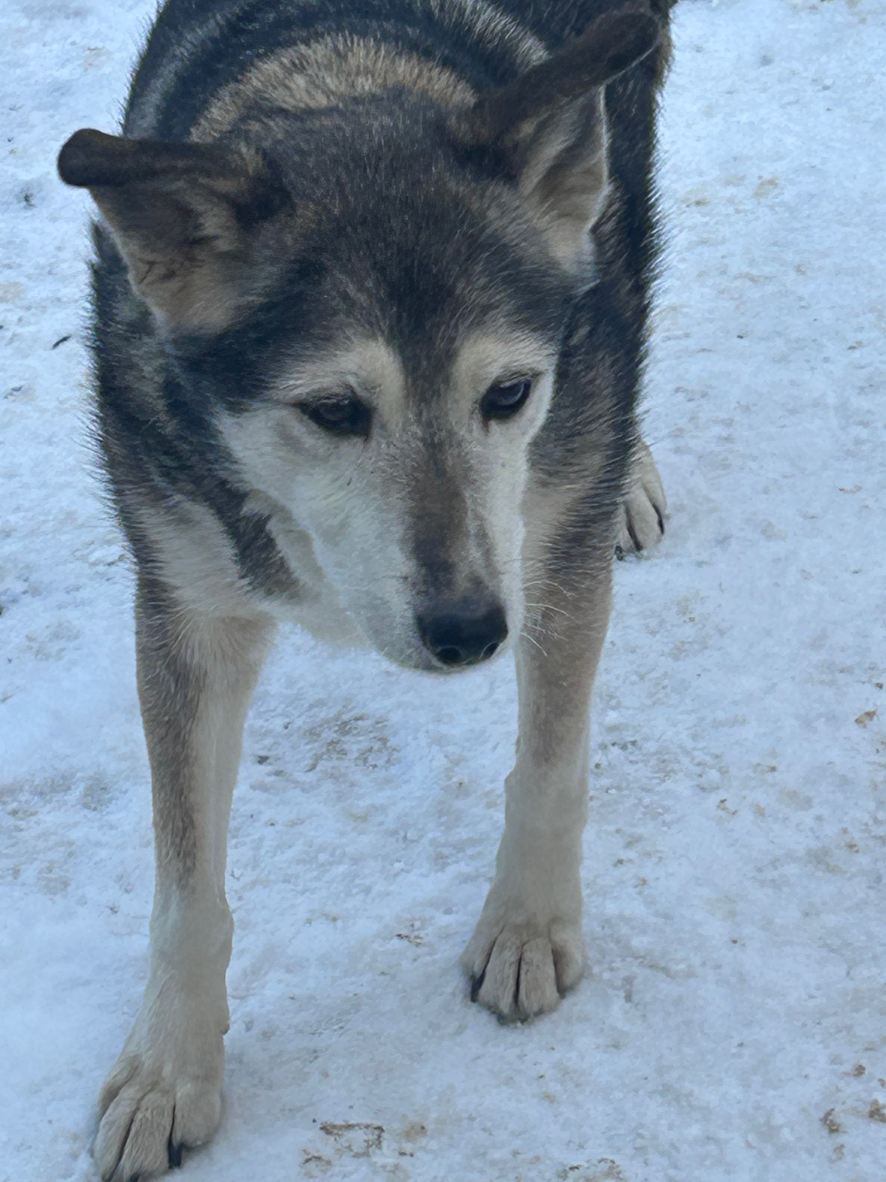 Fundraiser by Holly Thorssin : Birthday Fundraiser for Ft. Husky Foster ...