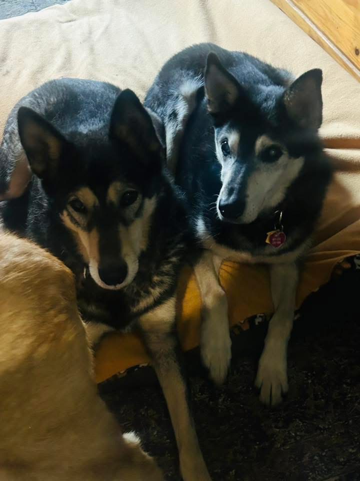 Fundraiser by Holly Thorssin : Birthday Fundraiser for Ft. Husky Foster ...