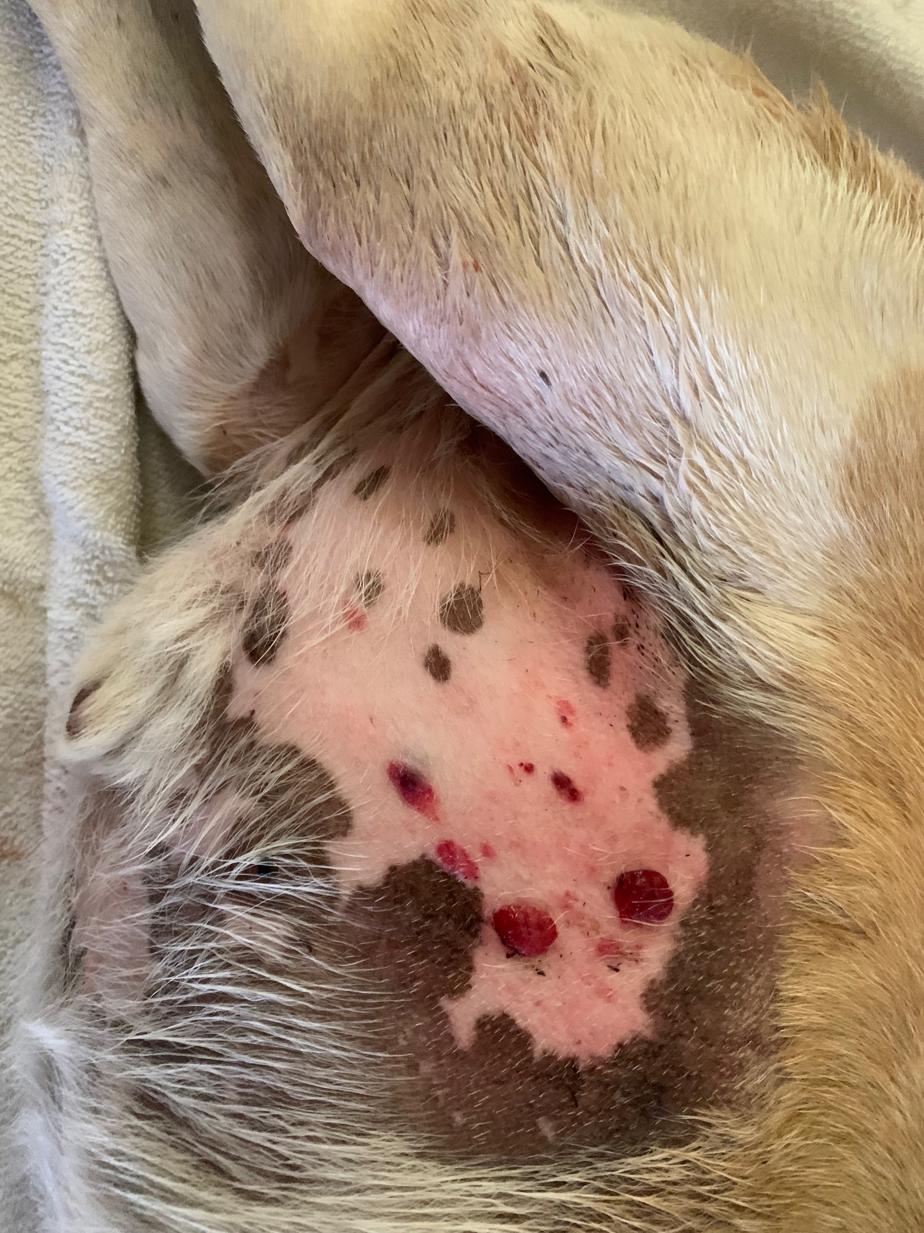 Fundraiser by Lynda Trovato : Max needs your help