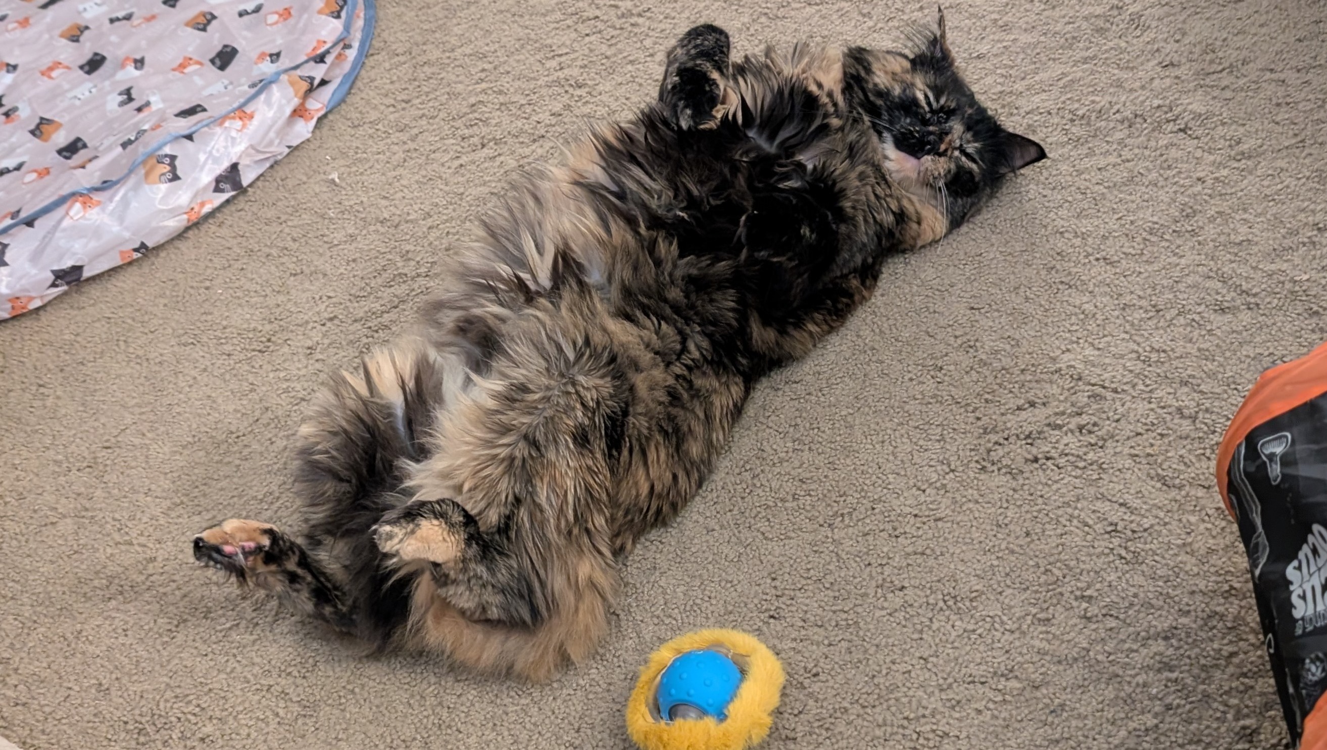 Fundraiser by Amanda Hughes : Help Nori Get the Surgery She Needs
