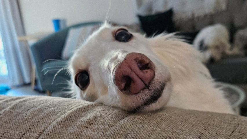 Fundraiser by LeAnne Finch : Help Chai Get Surgery & Stay Healthy