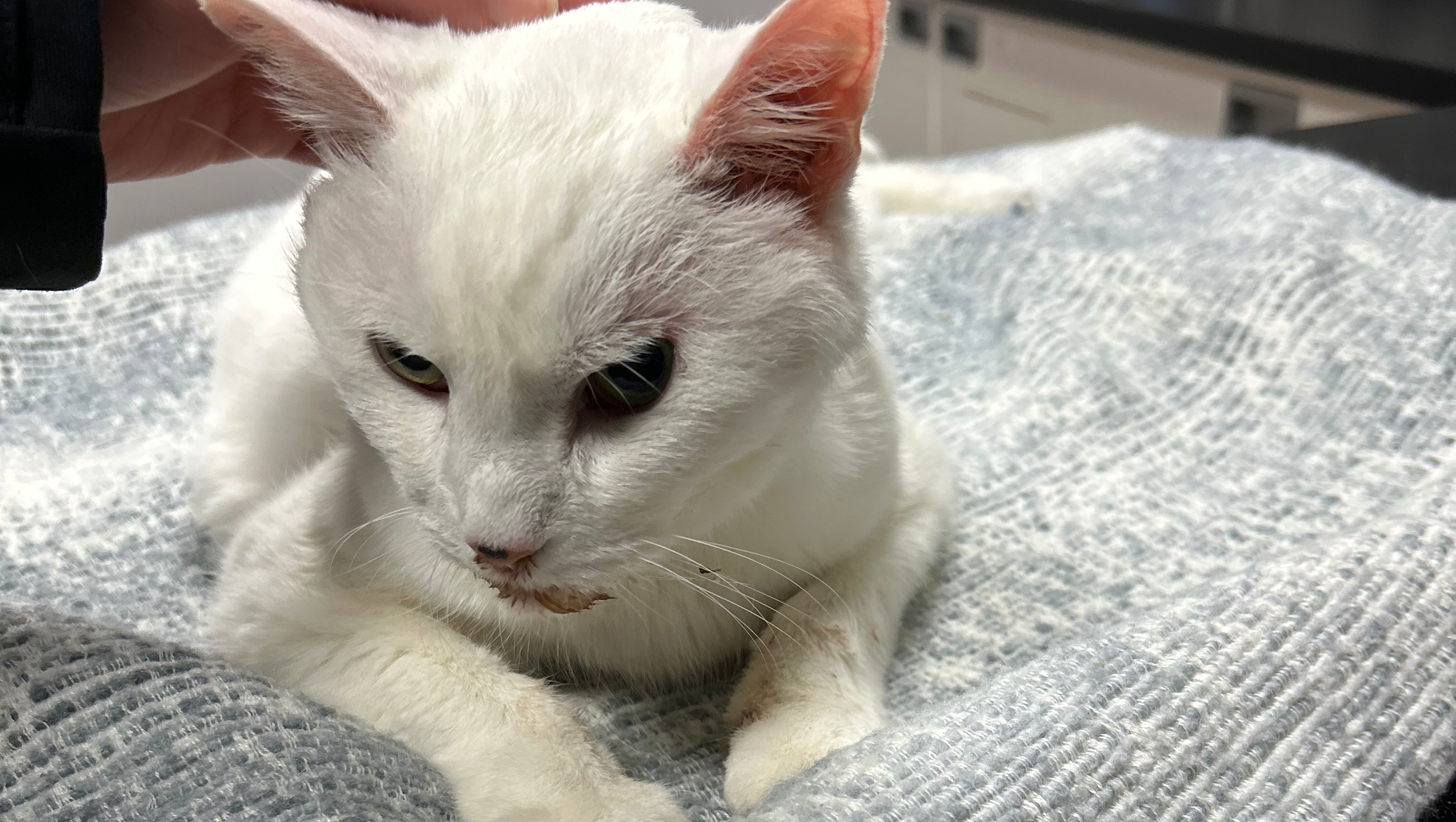 Fundraiser by Kate Gilmond : Please Help Duke Fight for His Life