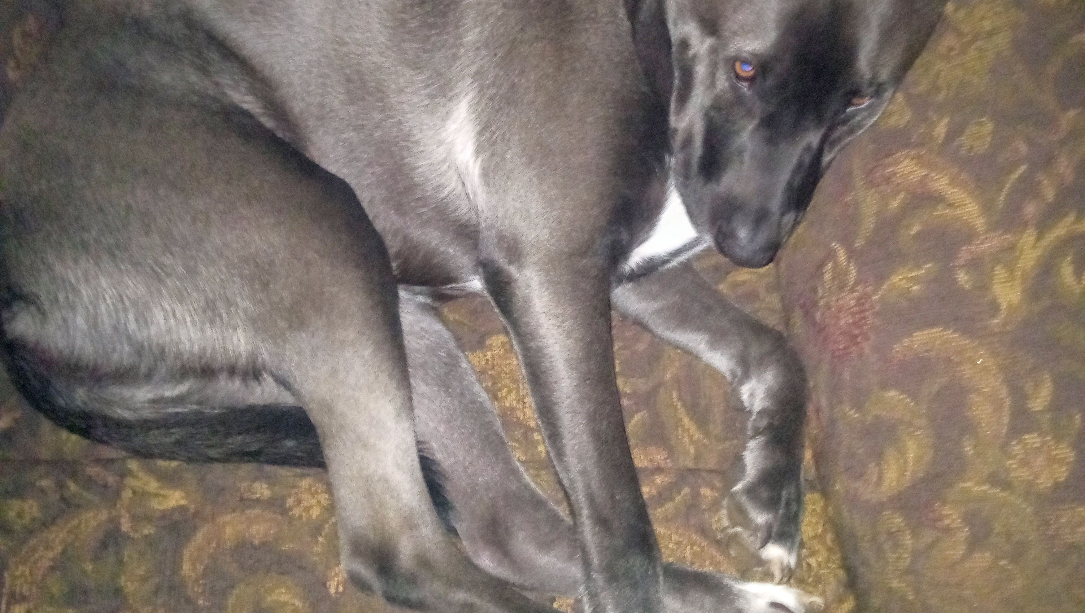 Fundraiser by Susan Goodban : Help One Paw Get Emergency Vet Care