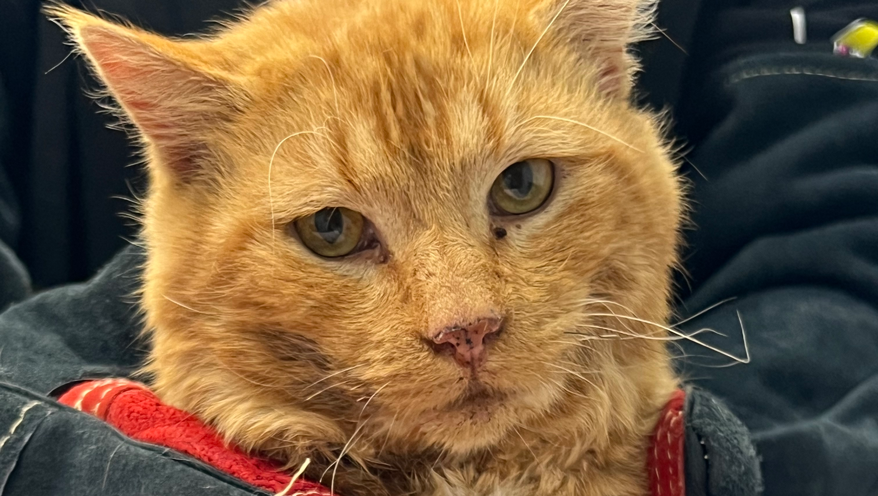 Fundraiser by Rob Becerra : Give Tiger a Pain-Free Future with Your Help