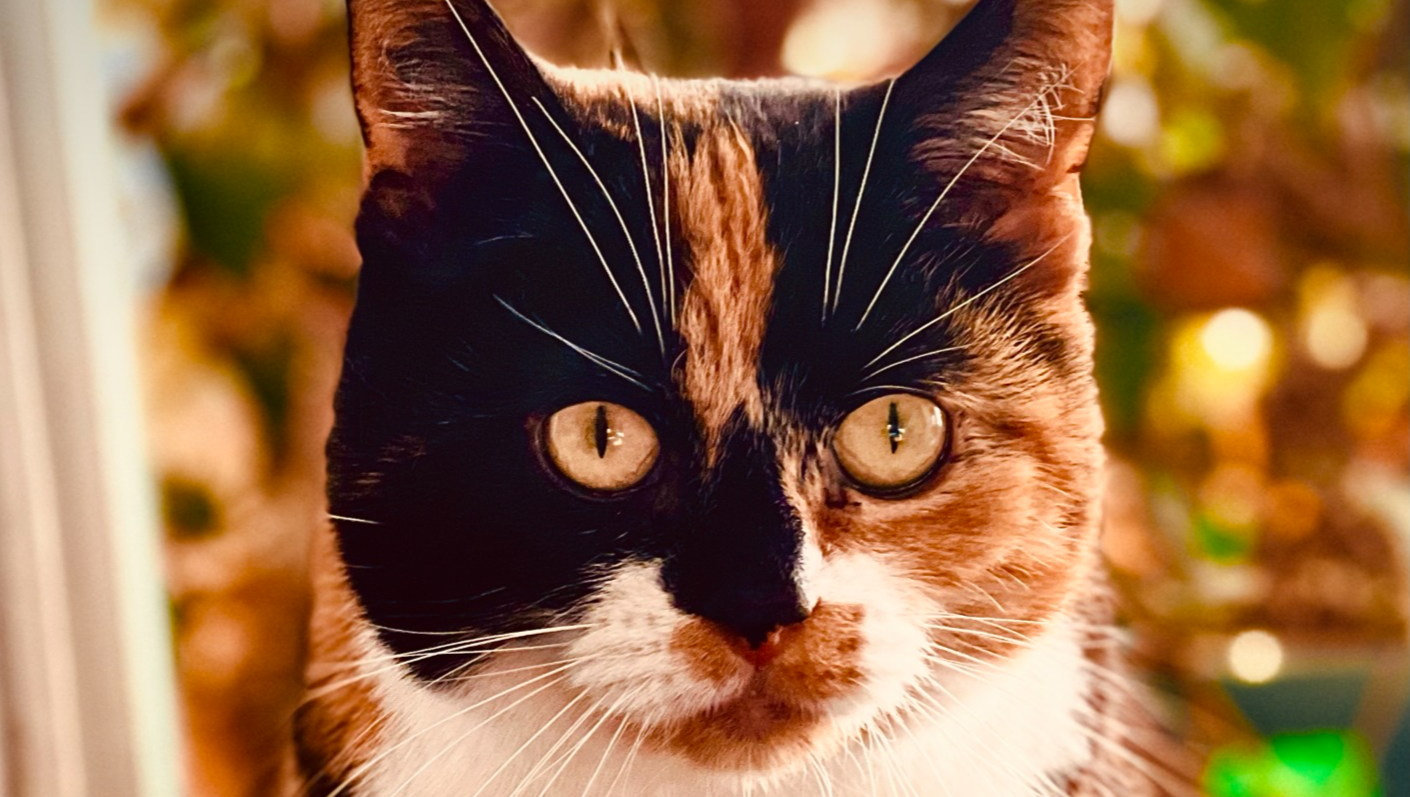 Fundraiser by Biff Mitchell : Hector's House Cat Rescue