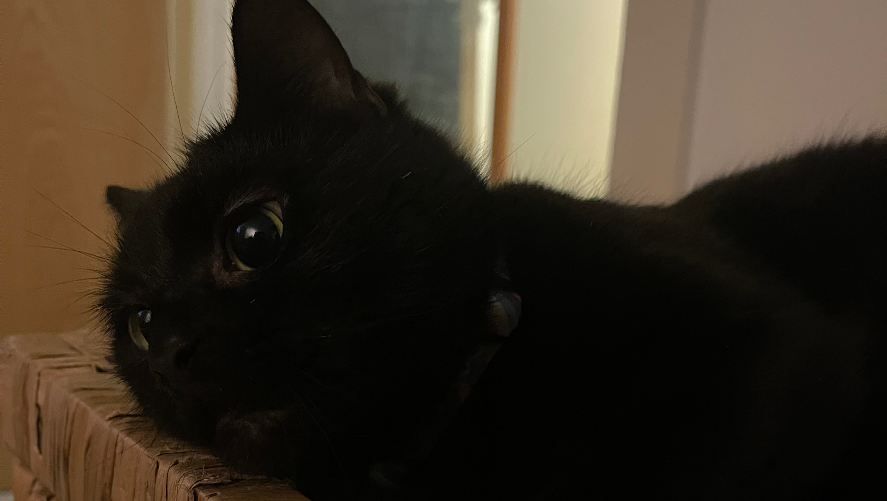 Fundraiser by Kitty Jankowitz : Help me pay for Zilla’s treatment