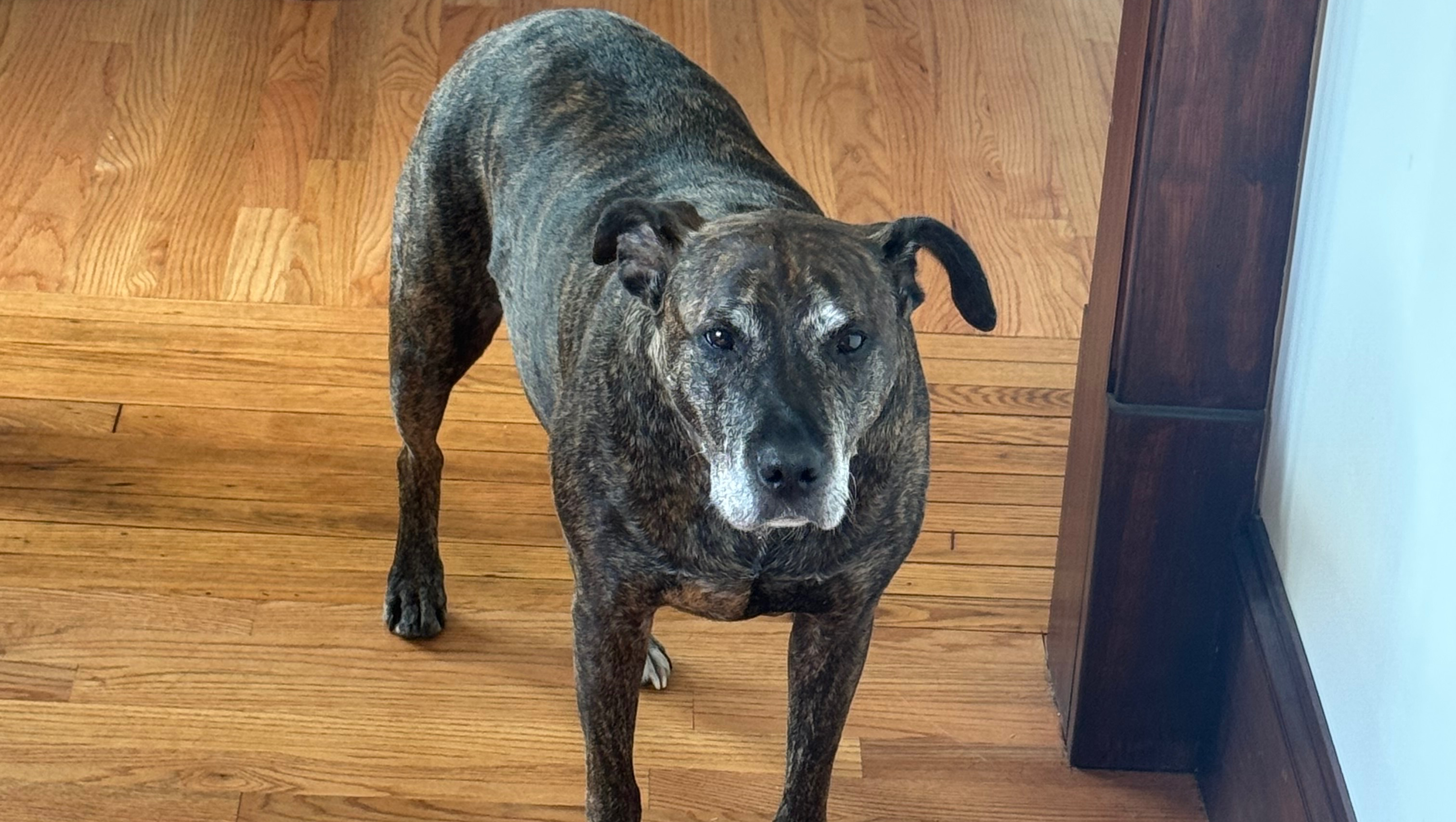 Fundraiser by Gabriel Sepulveda : Help Ruby’s Final Journey with Love