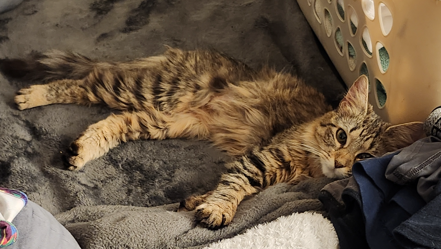 Fundraiser by Alice Franke : Give Xeno the Surgery She Needs for a ...