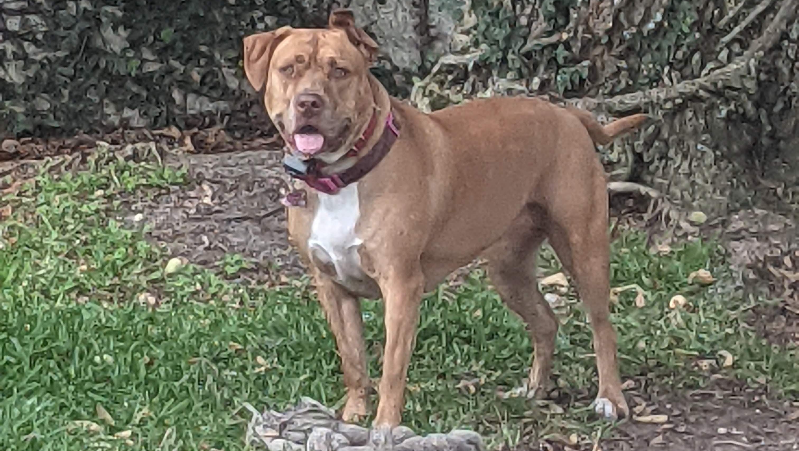 Fundraiser by Andrea Holcomb : Help Camille Walk Again After ACL Injury