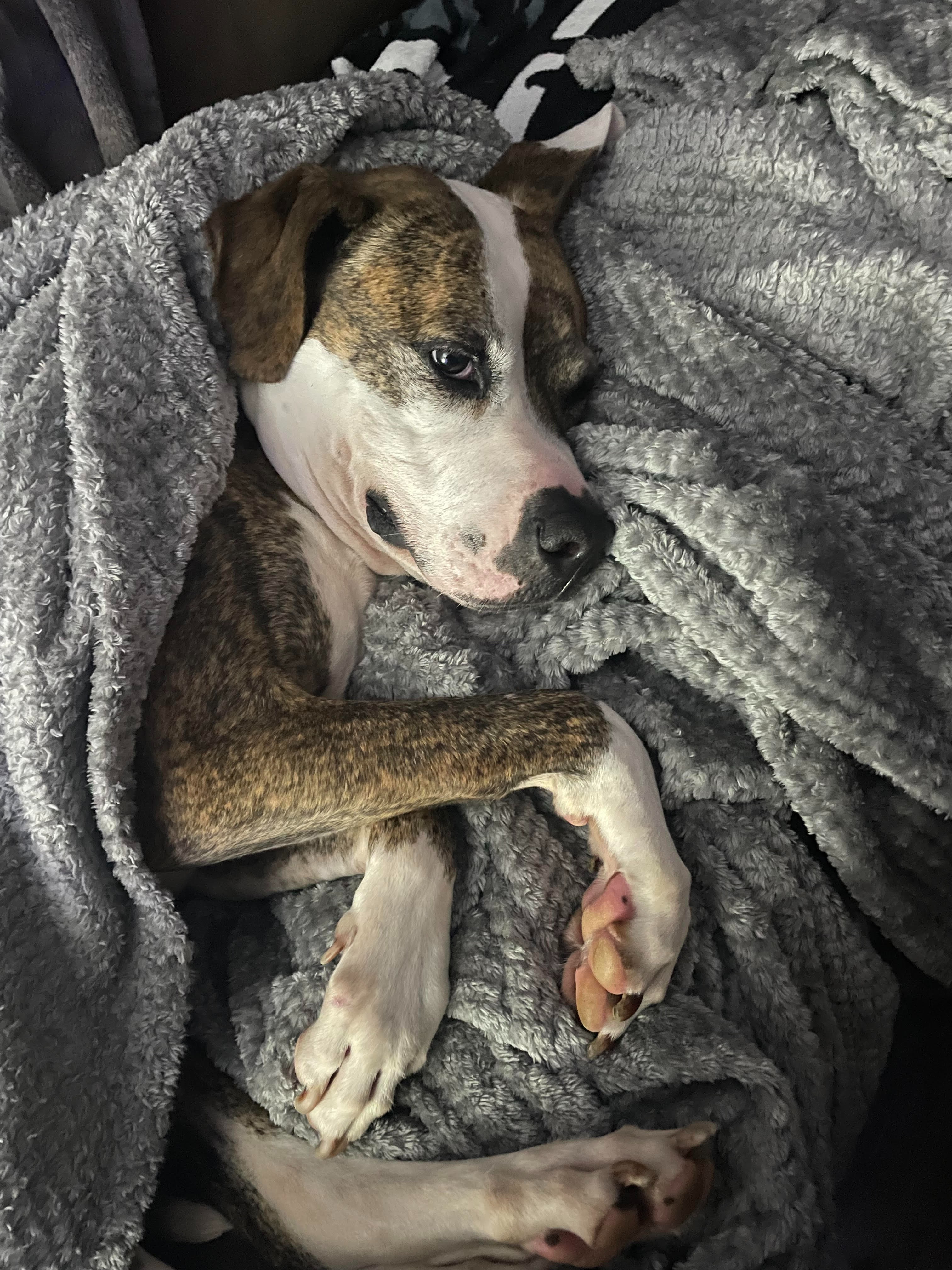Fundraiser by Madison Wilholt : Support for Molly's Medical & End-of ...