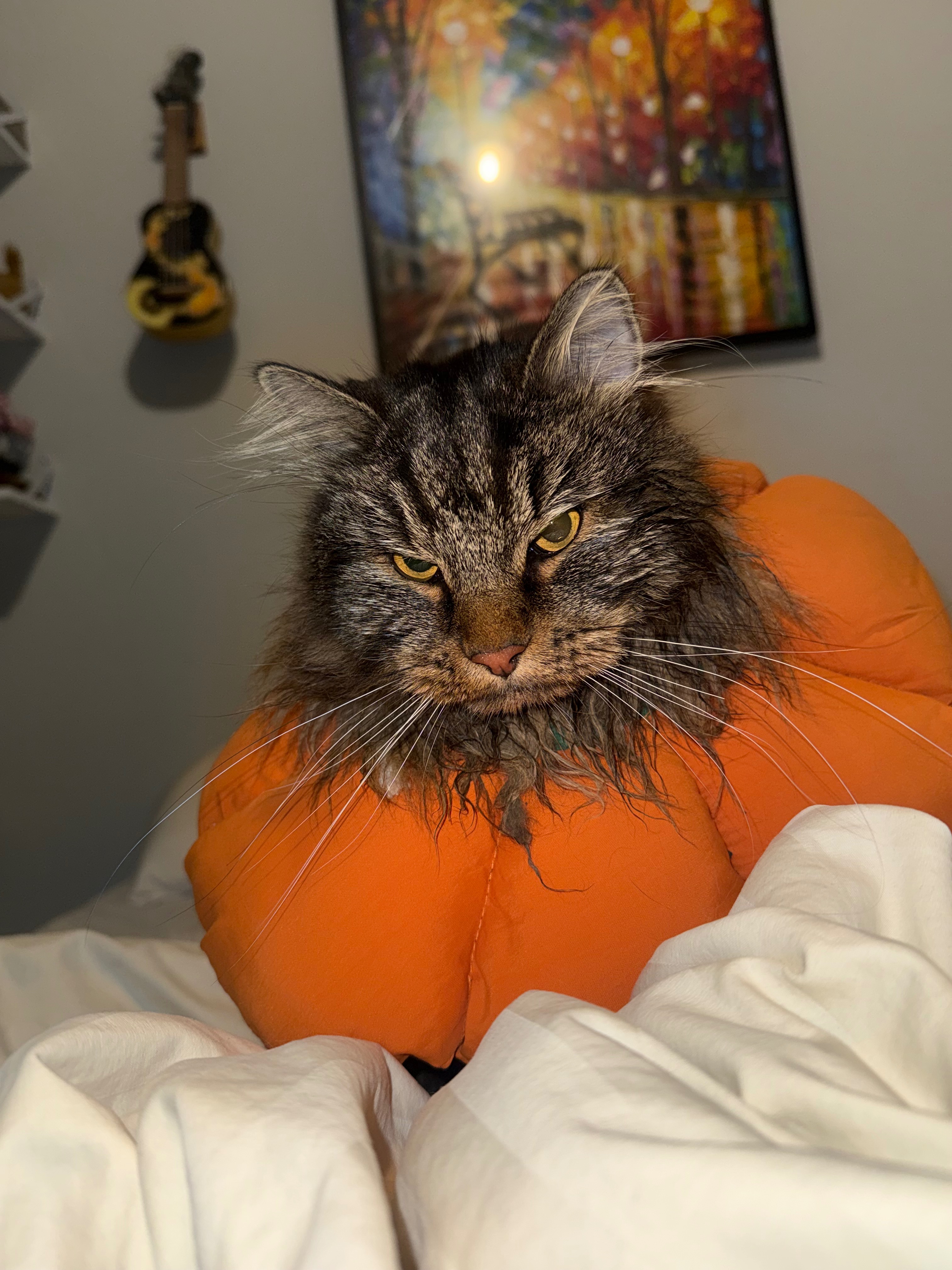 Fundraiser by Veronica Baca : Support Ludwig’s Life-Saving Surgery Costs