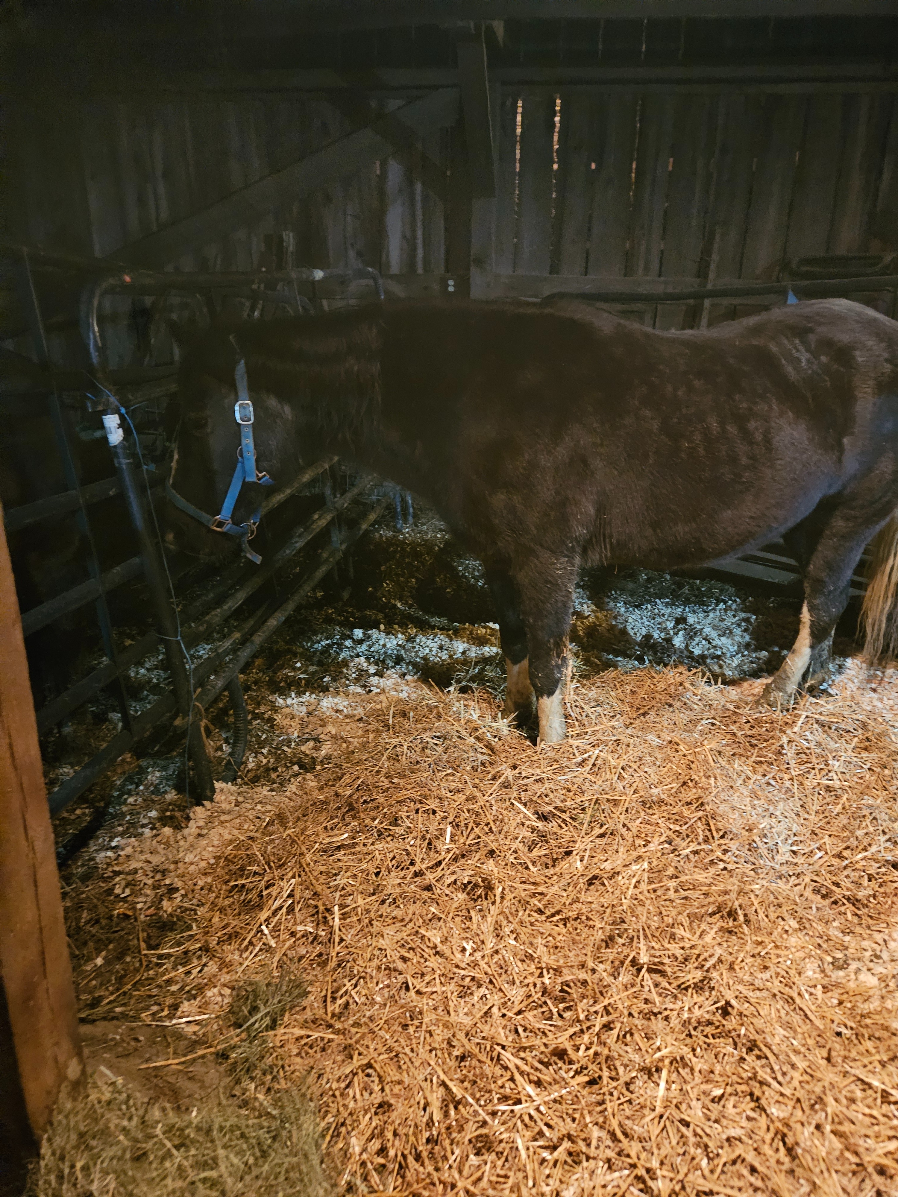 Fundraiser by Jennifer Rimar : Save Lizzo: Life saving Surgery Needed ...