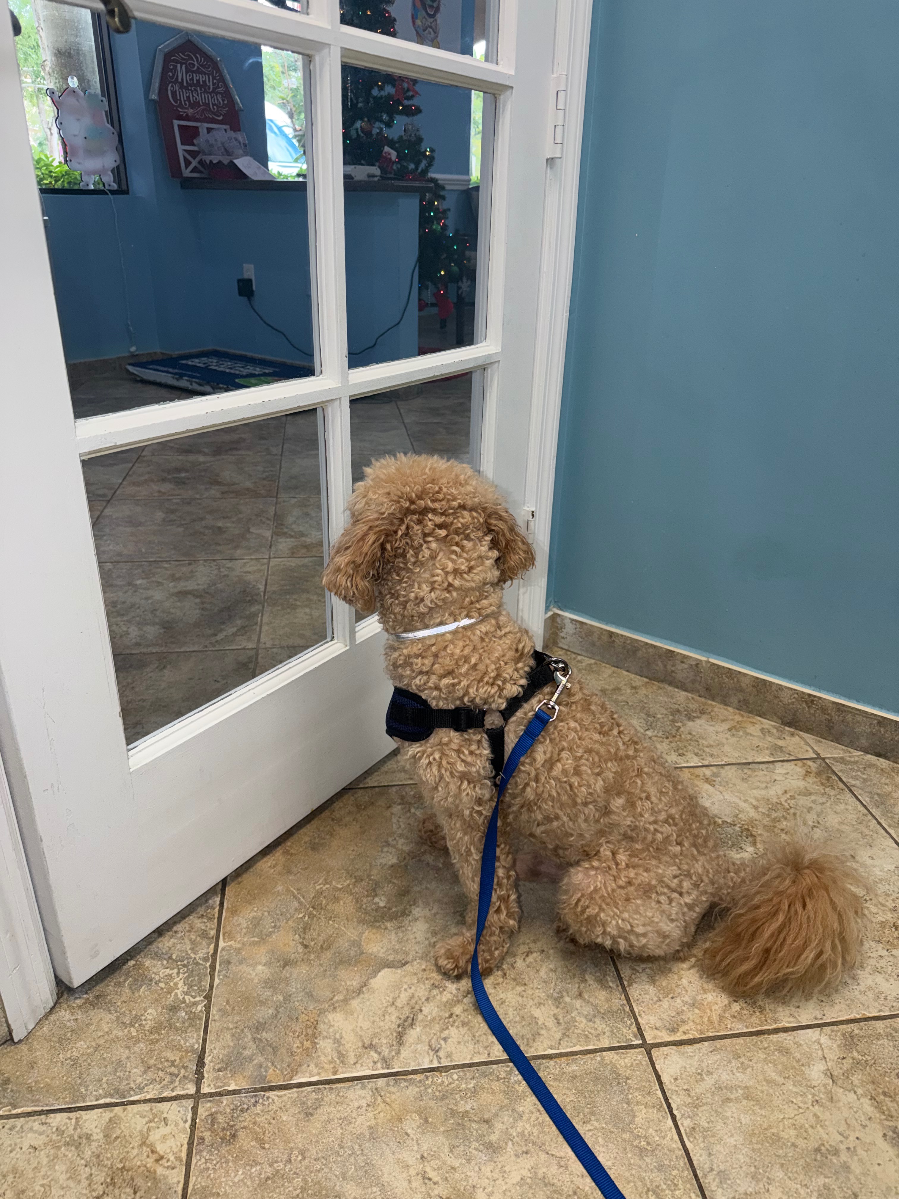 Fundraiser by Dyogenes Hernandez : Bruno’s Kidney Stone Surgery