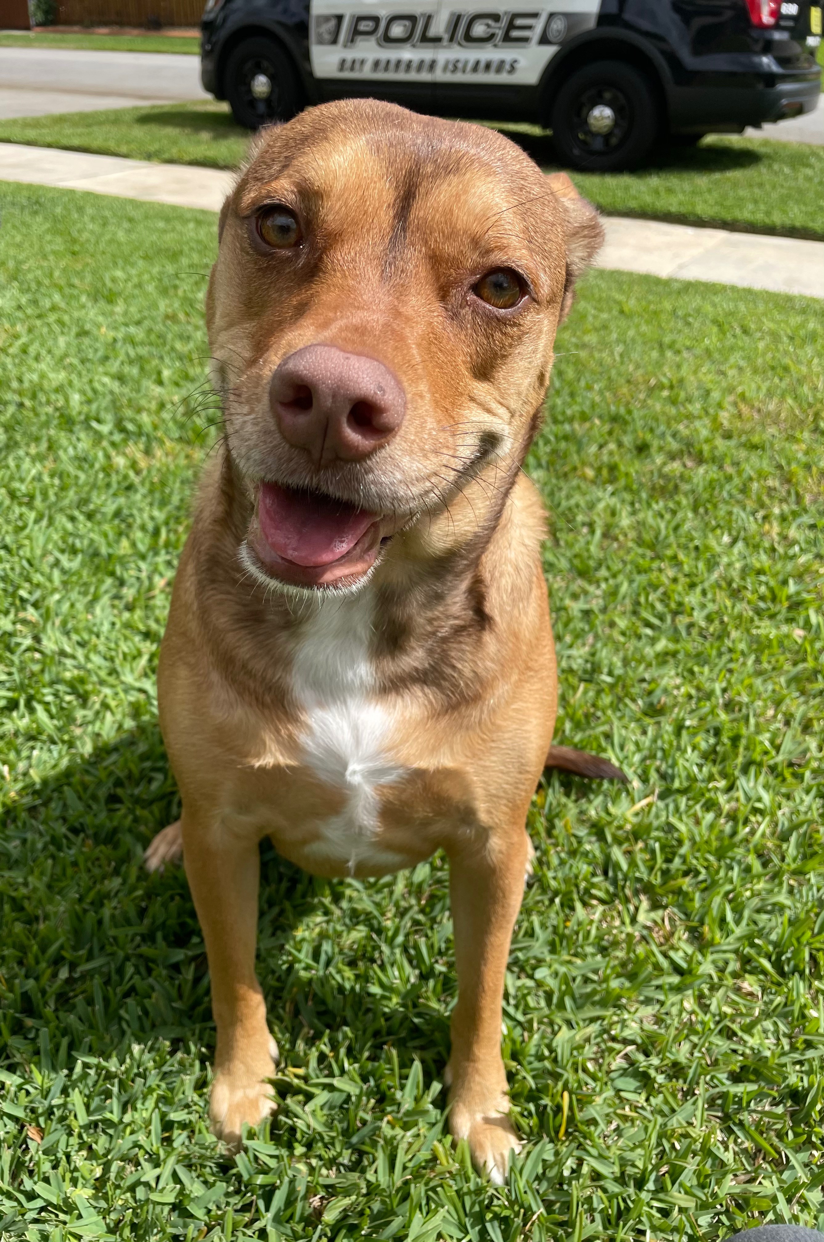 Fundraiser by Rebecca Newland : Help Us Get Lilo Her CCL Surgery