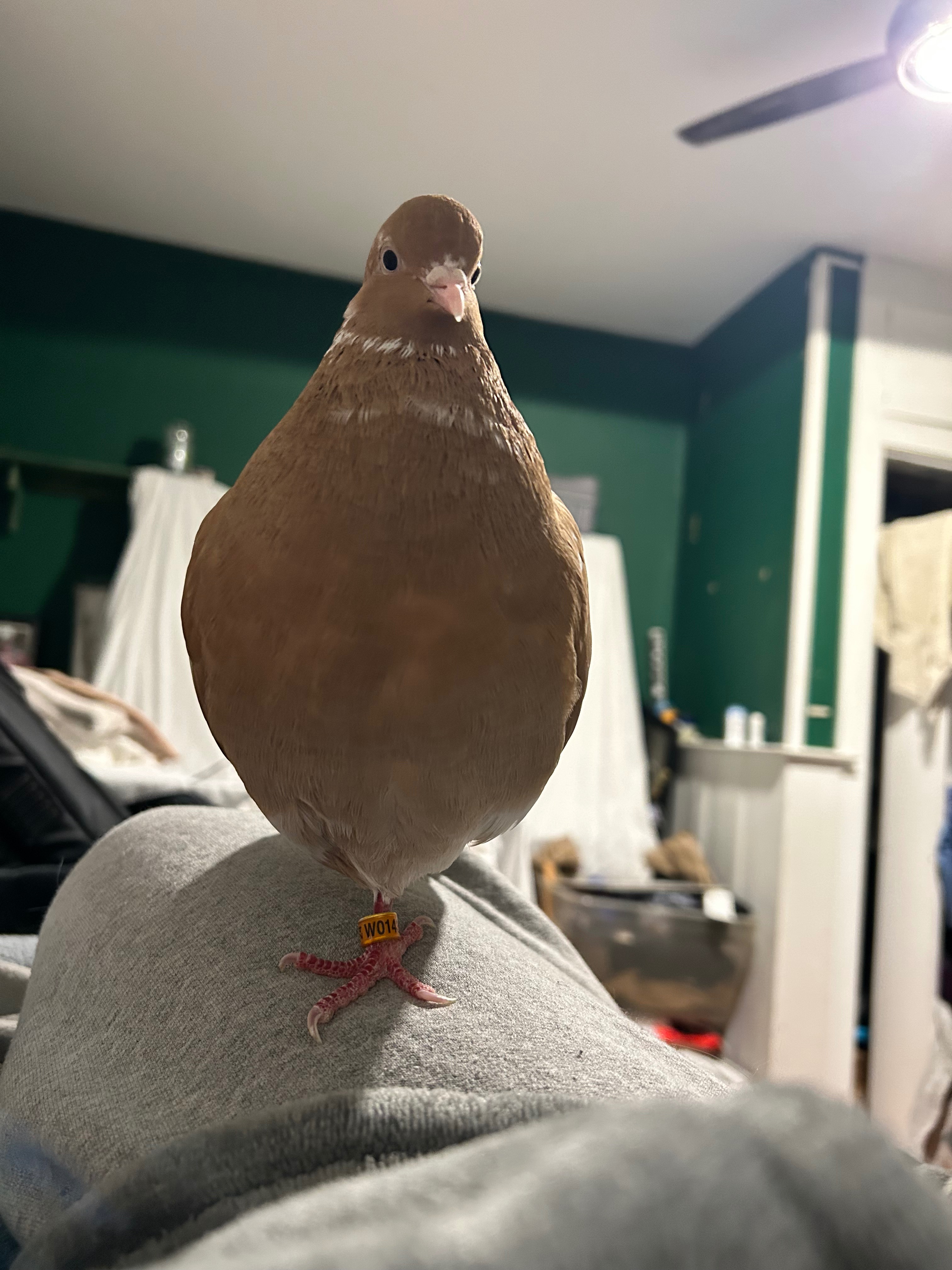 Fundraiser for Susan Quirk by Carrie Graham-Ellis : Help Tom the Pigeon ...