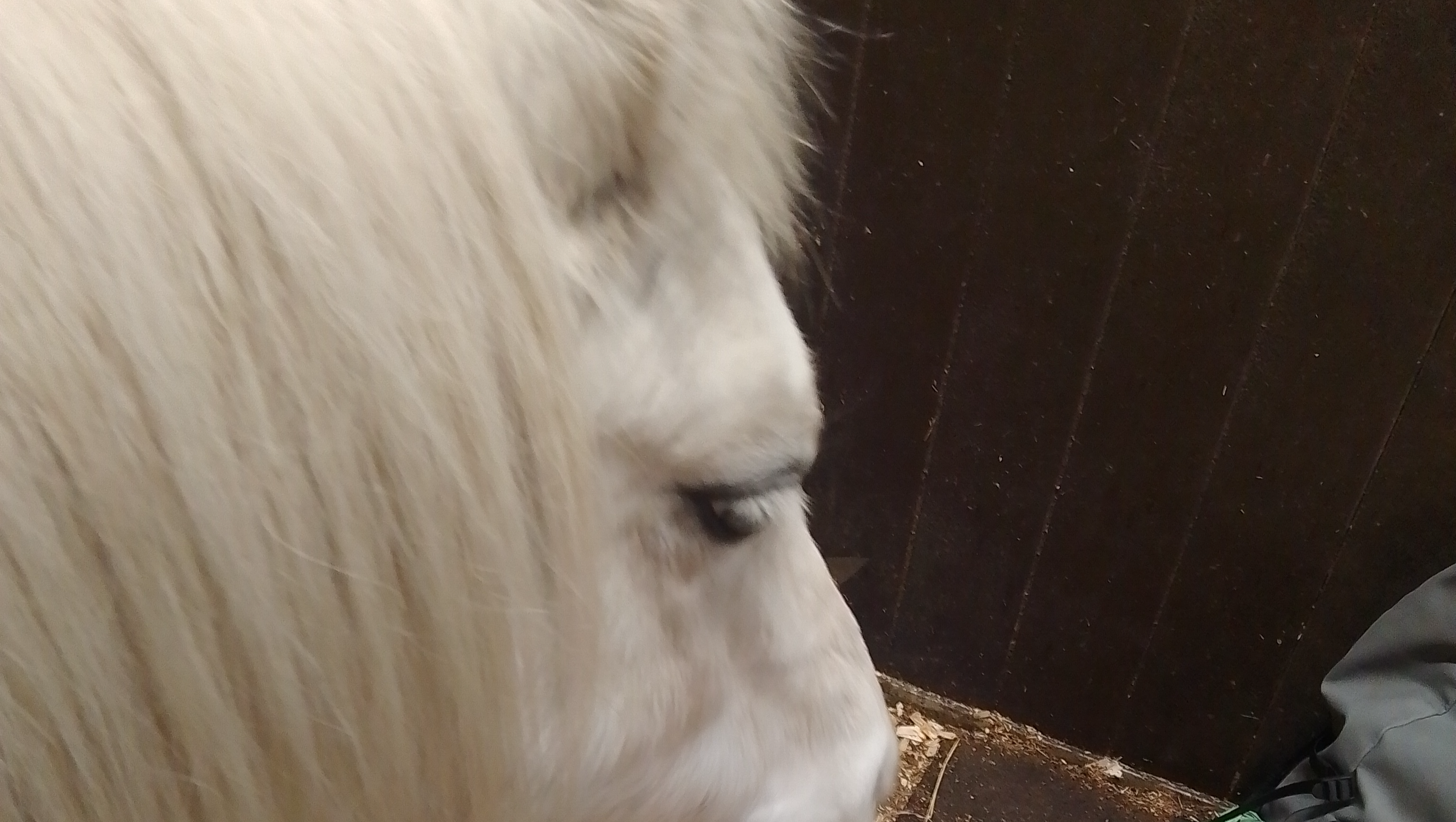 Fundraiser by Lizzie Rowan : Lovely Luna needs an operation