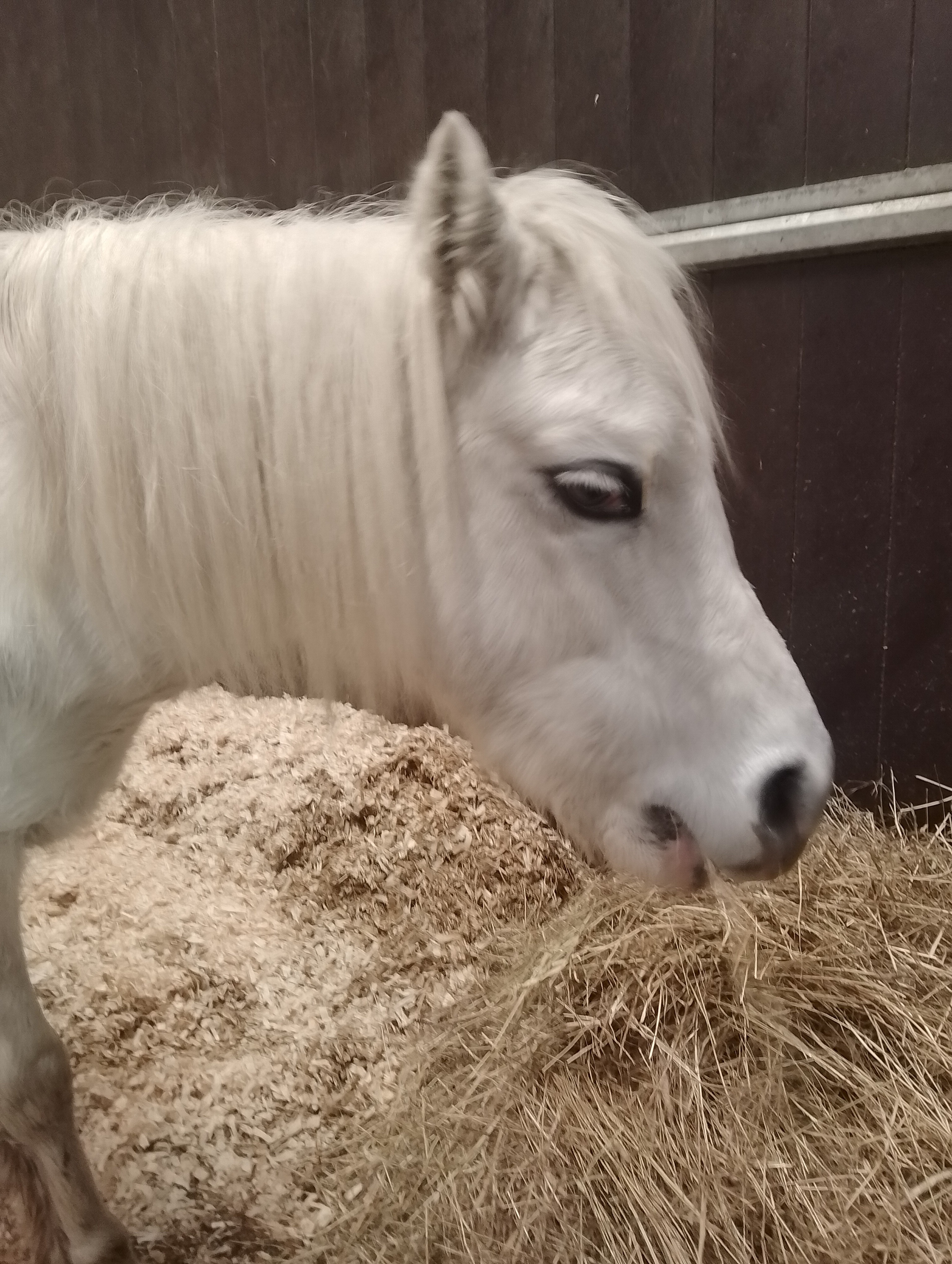Fundraiser by Lizzie Rowan : Lovely Luna needs an operation