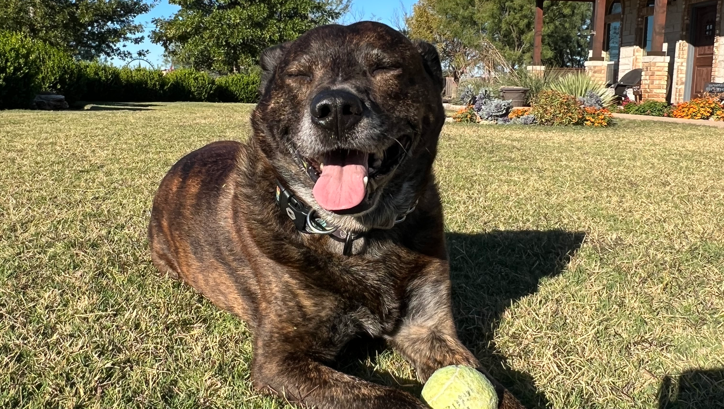 Fundraiser by kendra kniffen : Support Ozzy’s ACL Surgery and Recovery