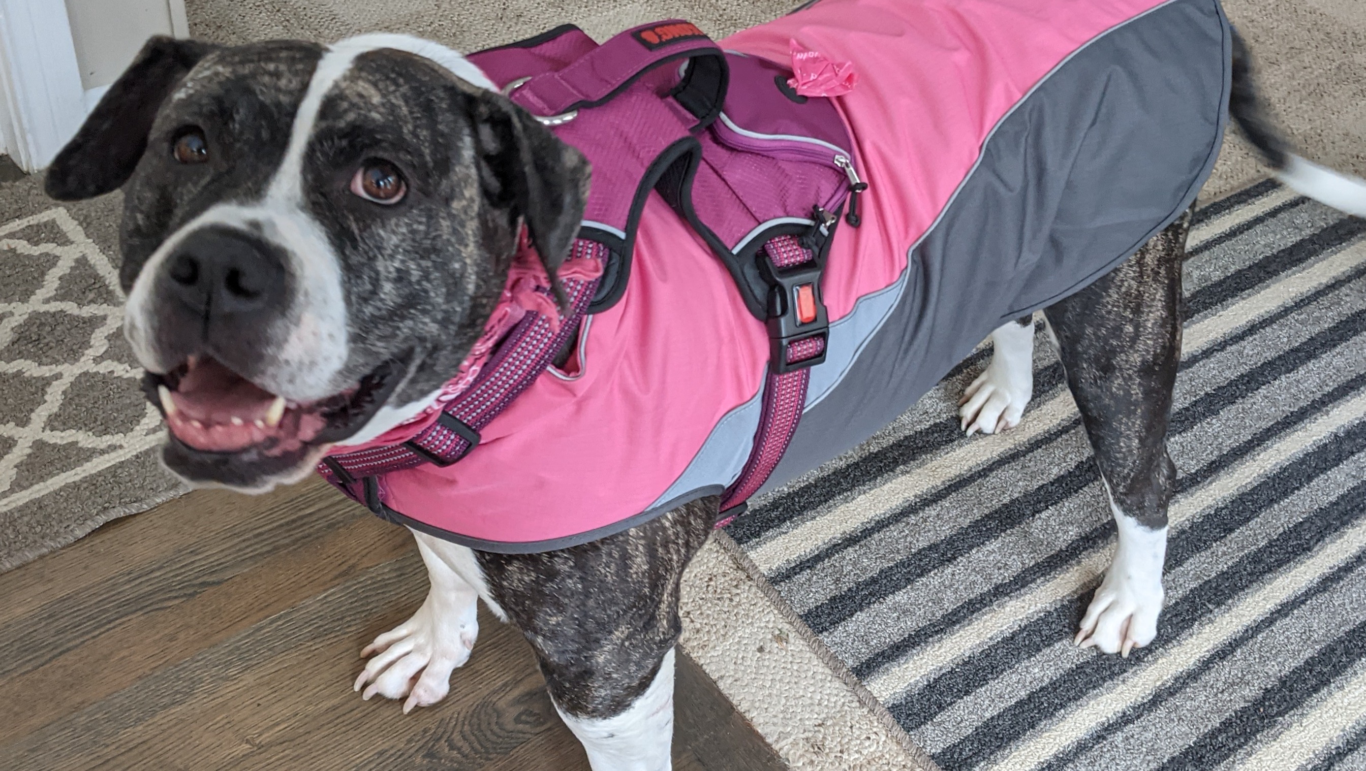 Fundraiser by Nathaniel Grauwelman : Help Abby, My Resilient Rescue ...