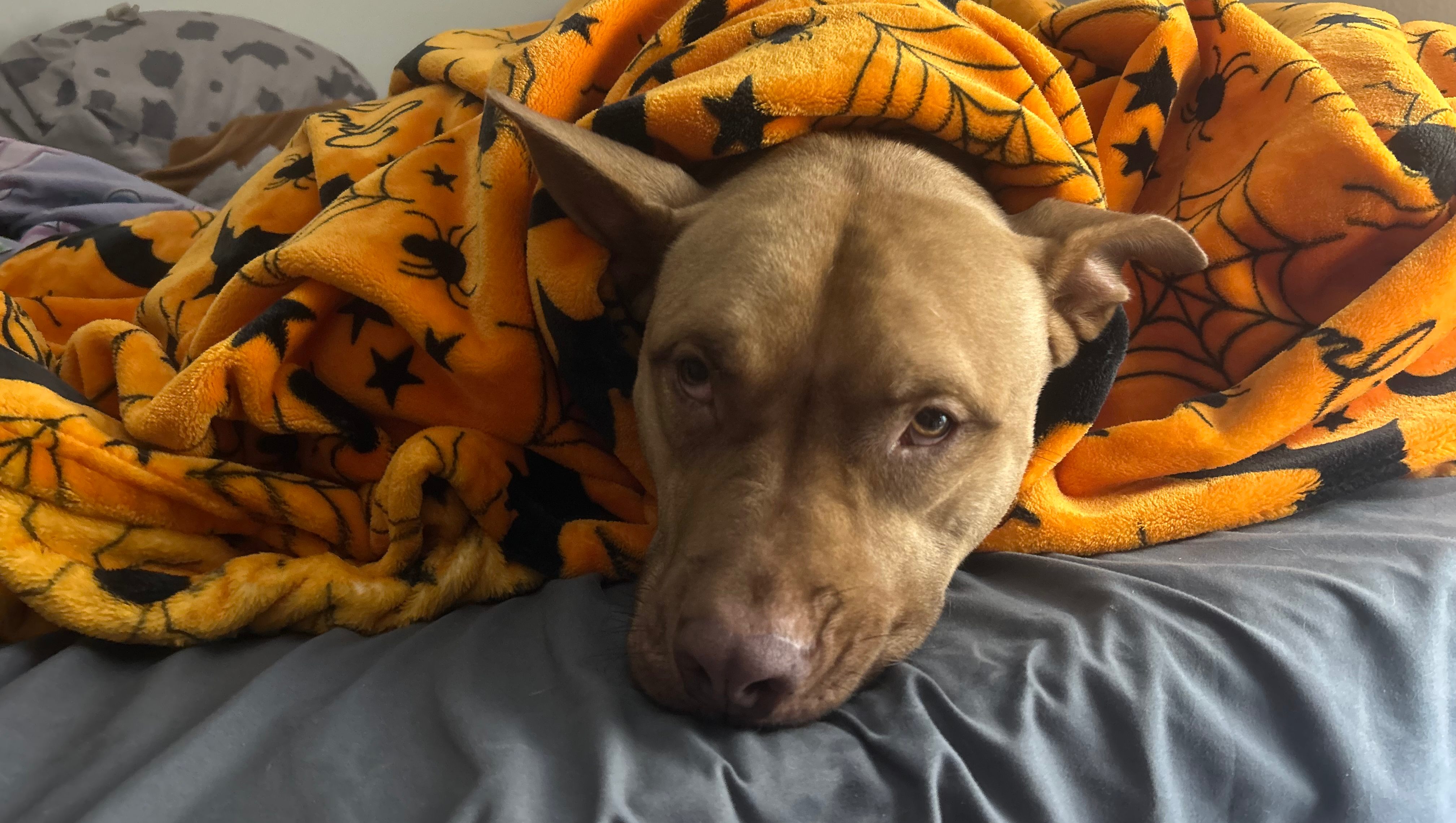 Fundraiser by Kaylee Mullen : Support Kaylee and Leia in Their Time of Need