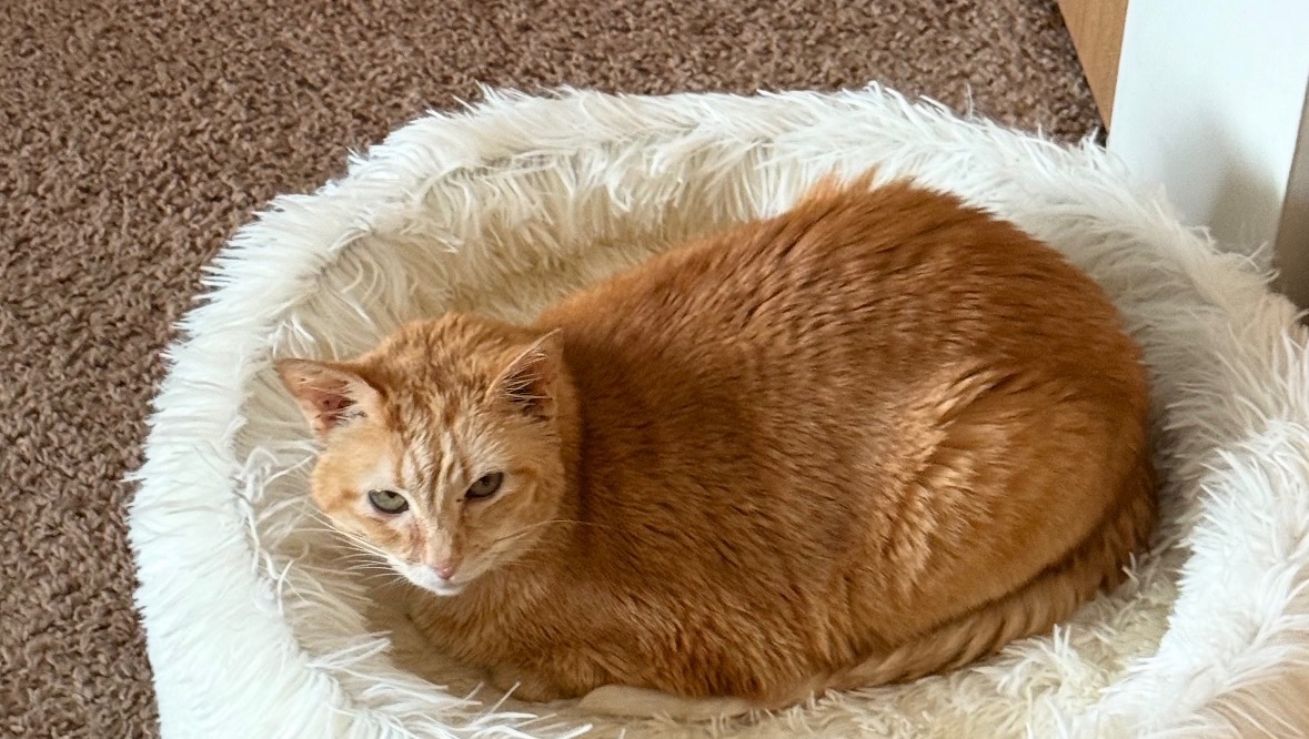 Fundraiser by Sam V : Help Peaches Fight Lymphoma