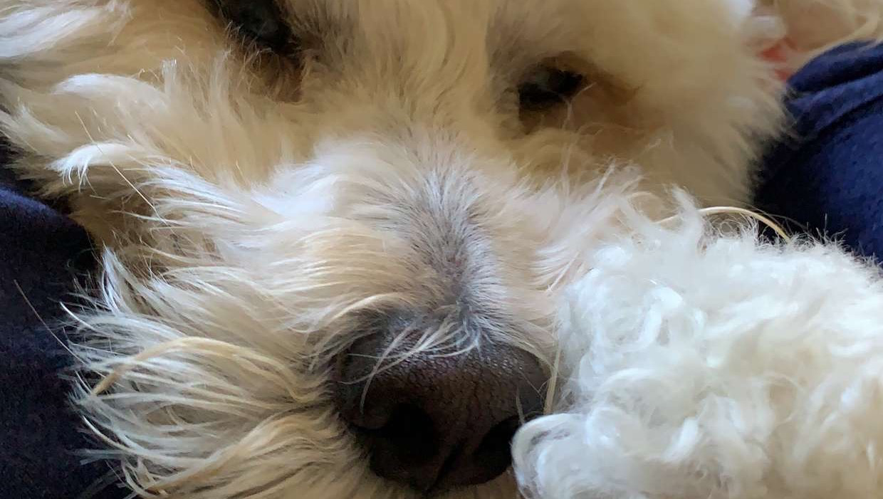 Fundraiser by gavin haynes : Help Sully Fight IMHA and Leptospirosis