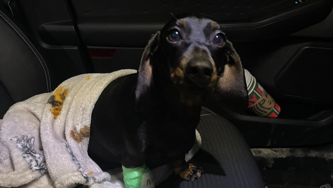 Fundraiser by Caitlan Woolcombe : Help Save Our Little Sausage Dog’s Life