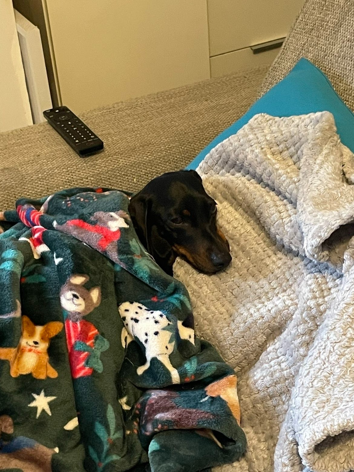 Fundraiser by Caitlan Woolcombe : Help Save Our Little Sausage Dog’s Life