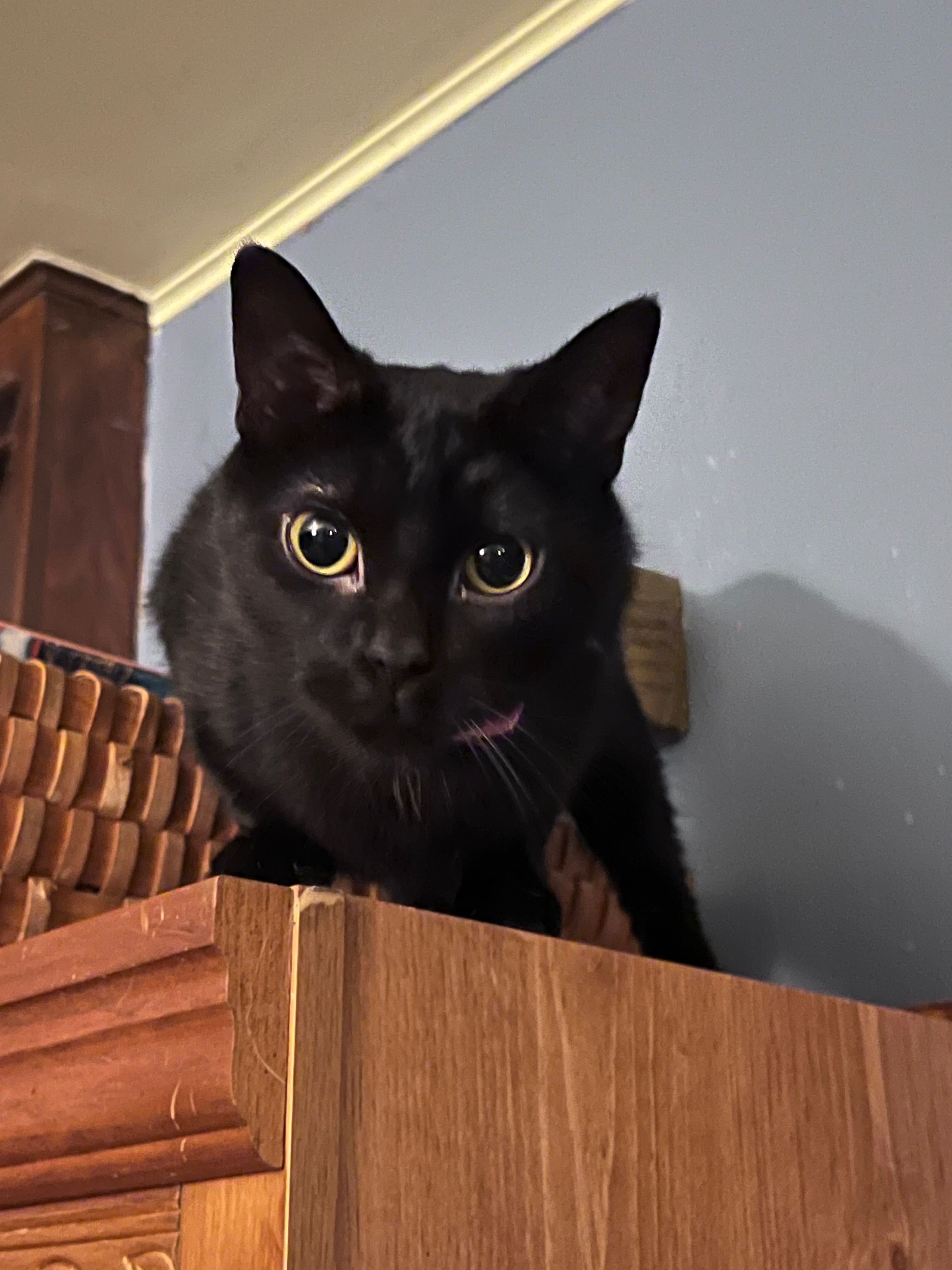 Fundraiser by Michelle Molzan Traska : Help Fran Fight FIP for My ...