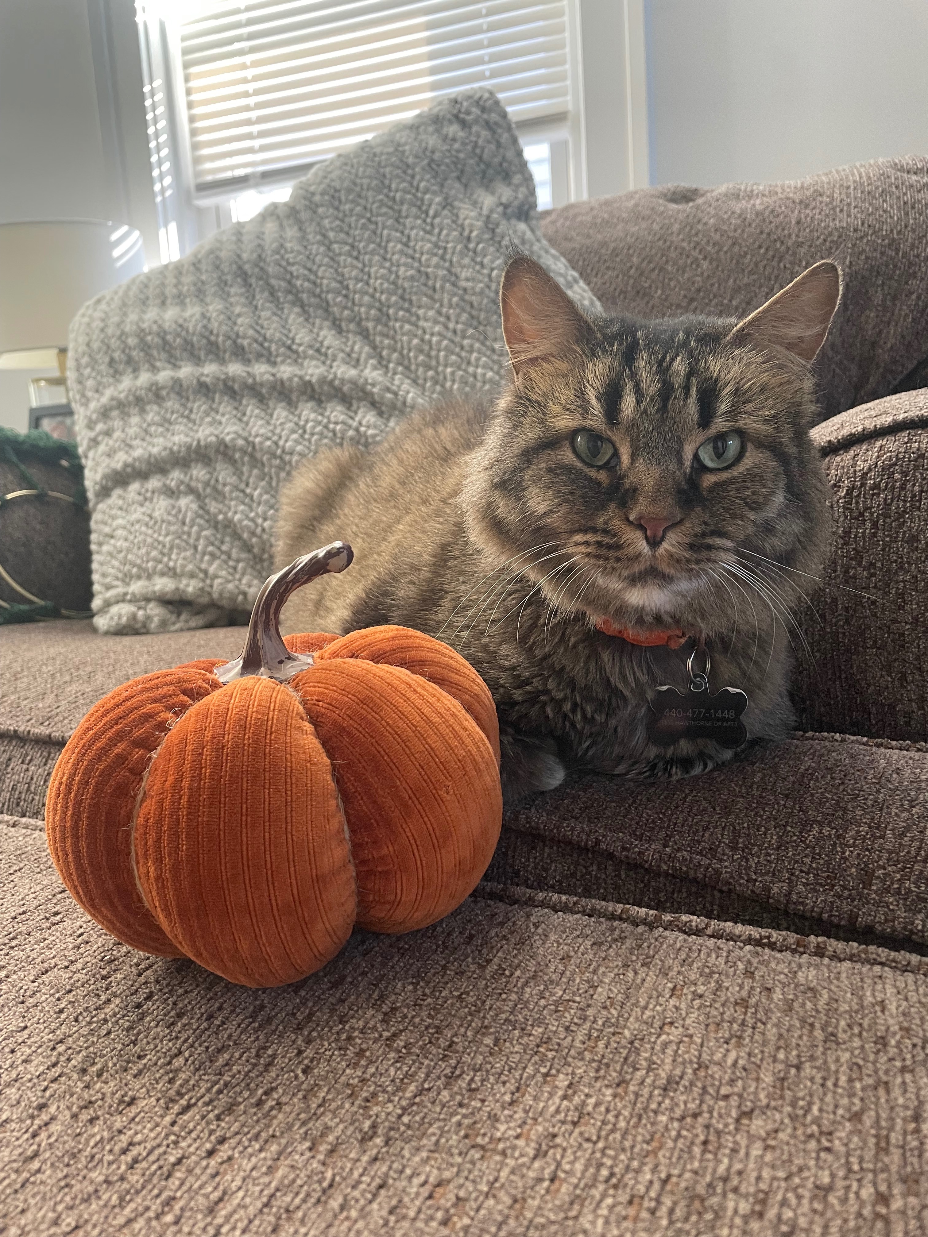 Fundraiser for Sydney Hollenbeck by brandon shaw : Help Save Simba ...