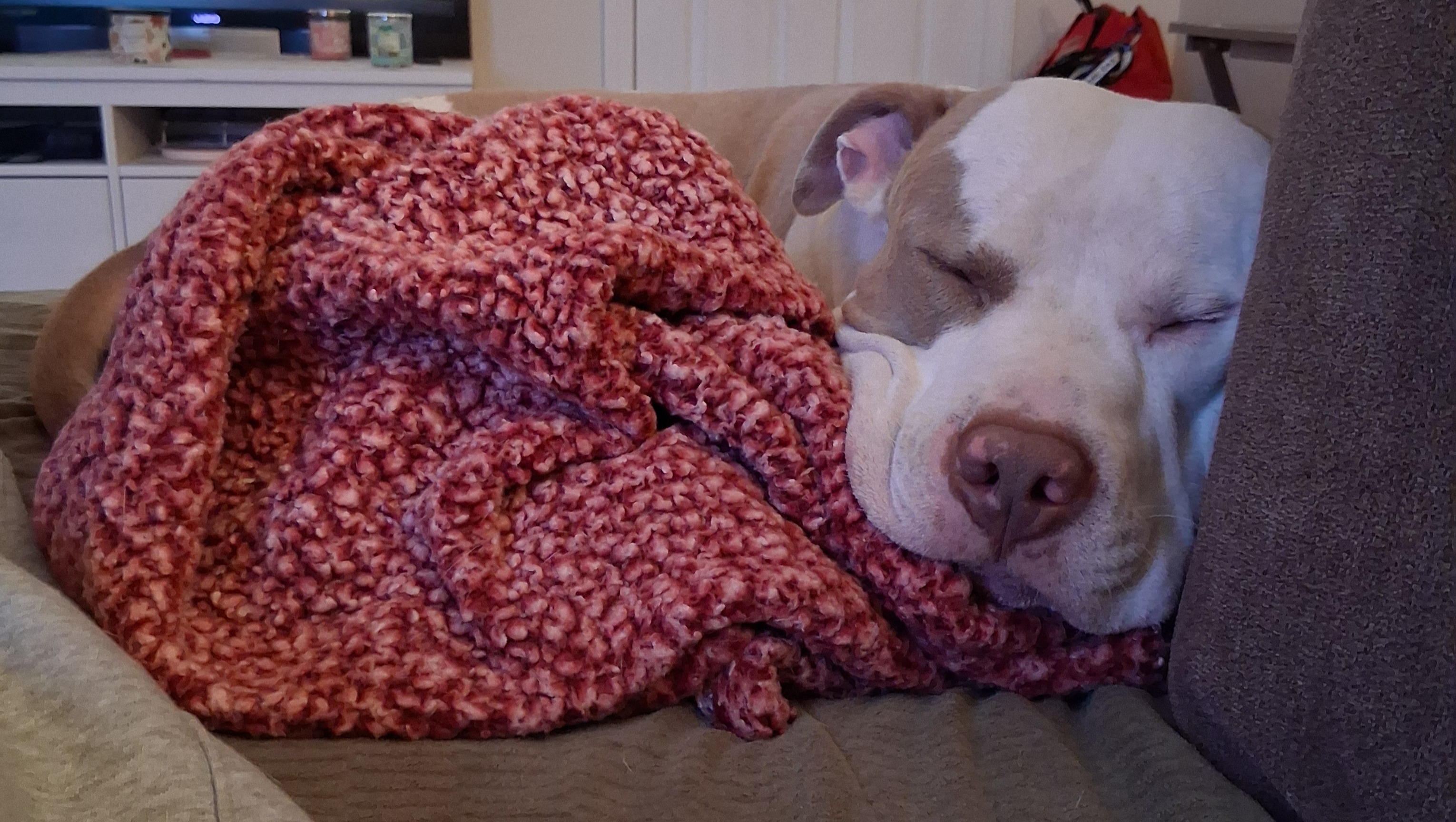 Fundraiser by Larissa Baker : Support Apollo’s Urgent Surgery Needs