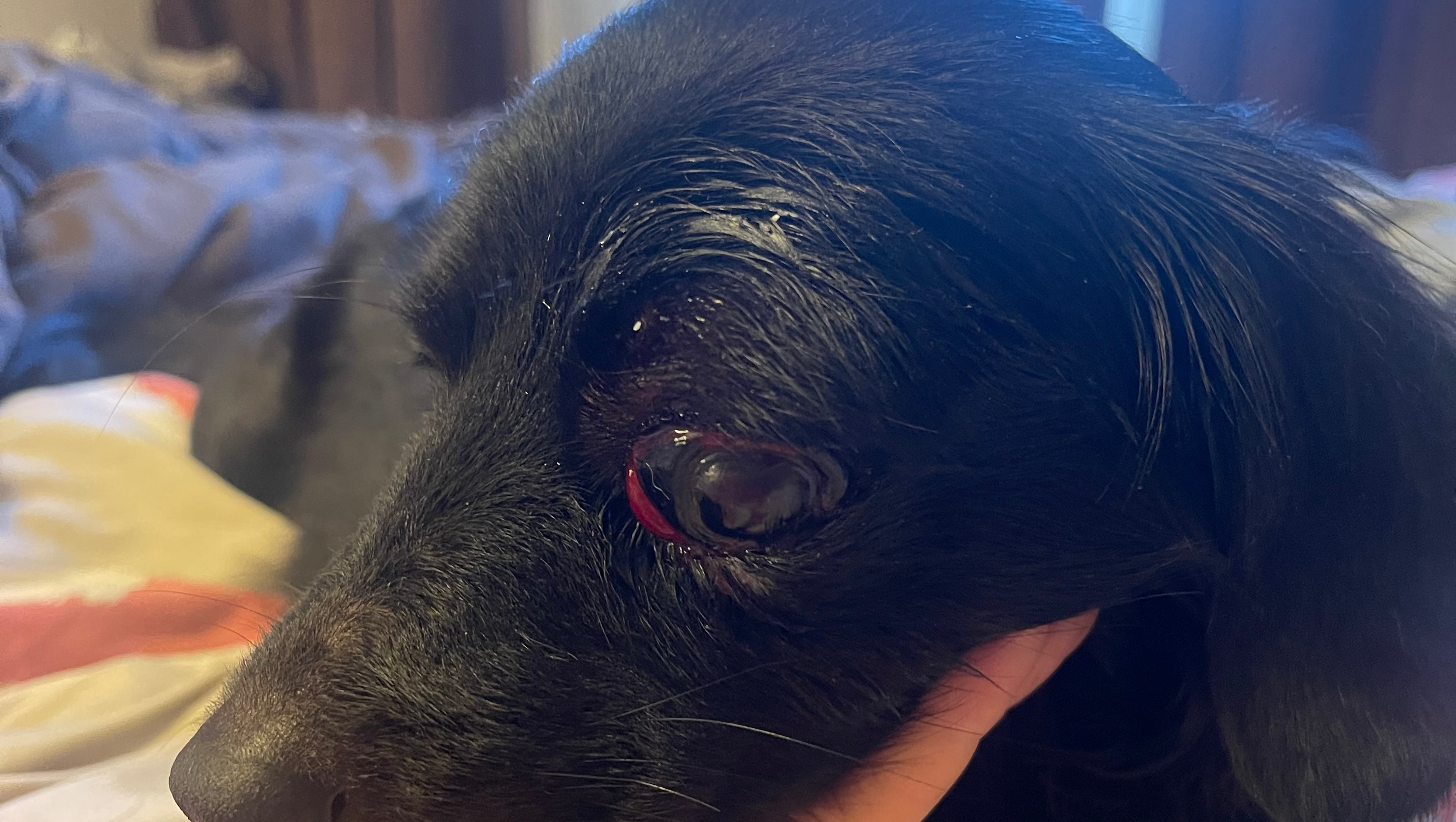 Fundraiser by Johana Garcia : Help Layla Recover with Eye Surgery