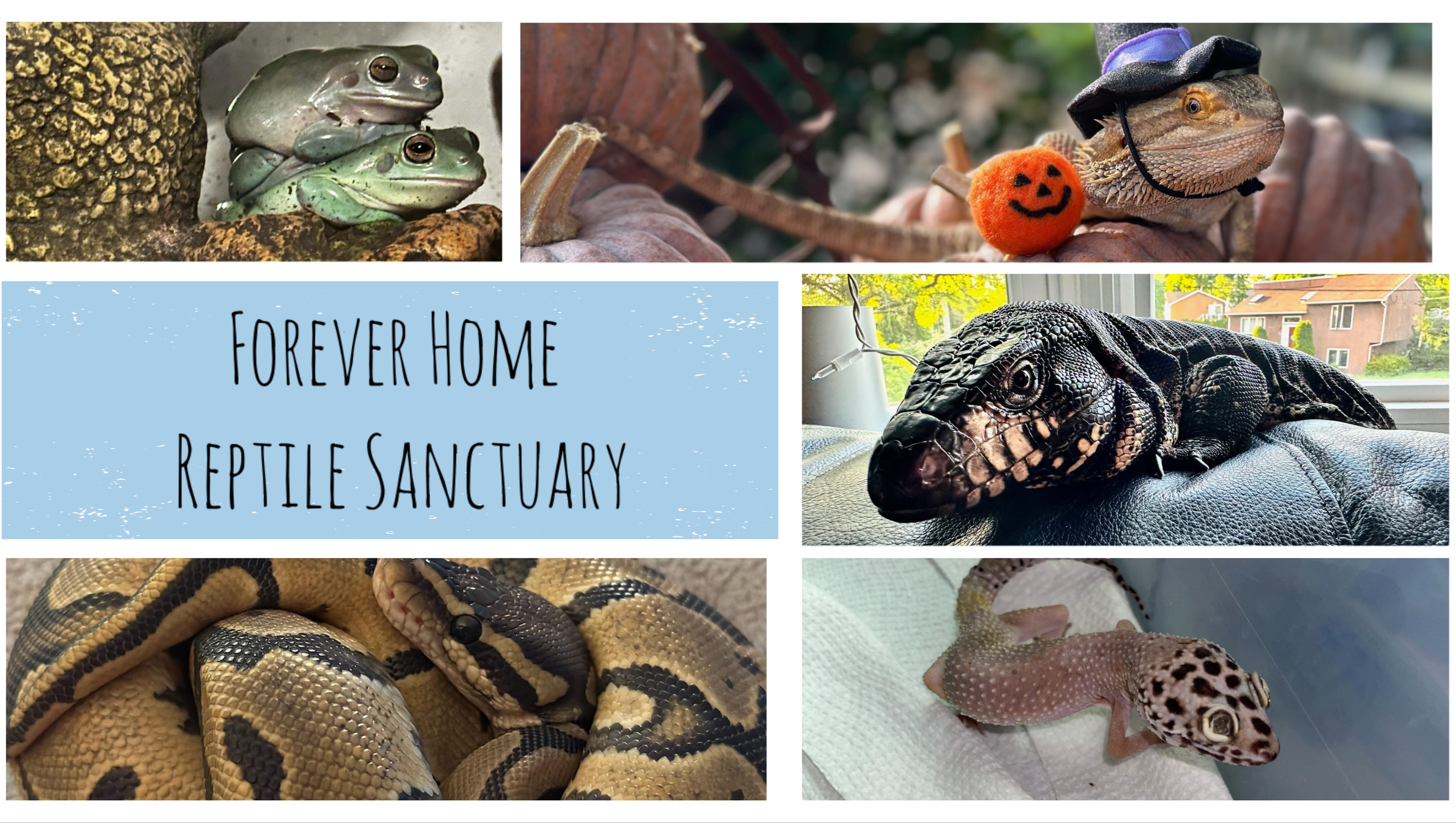 Fundraiser by Forever Home Reptile Sanctuary : Forever Home Needs Your ...