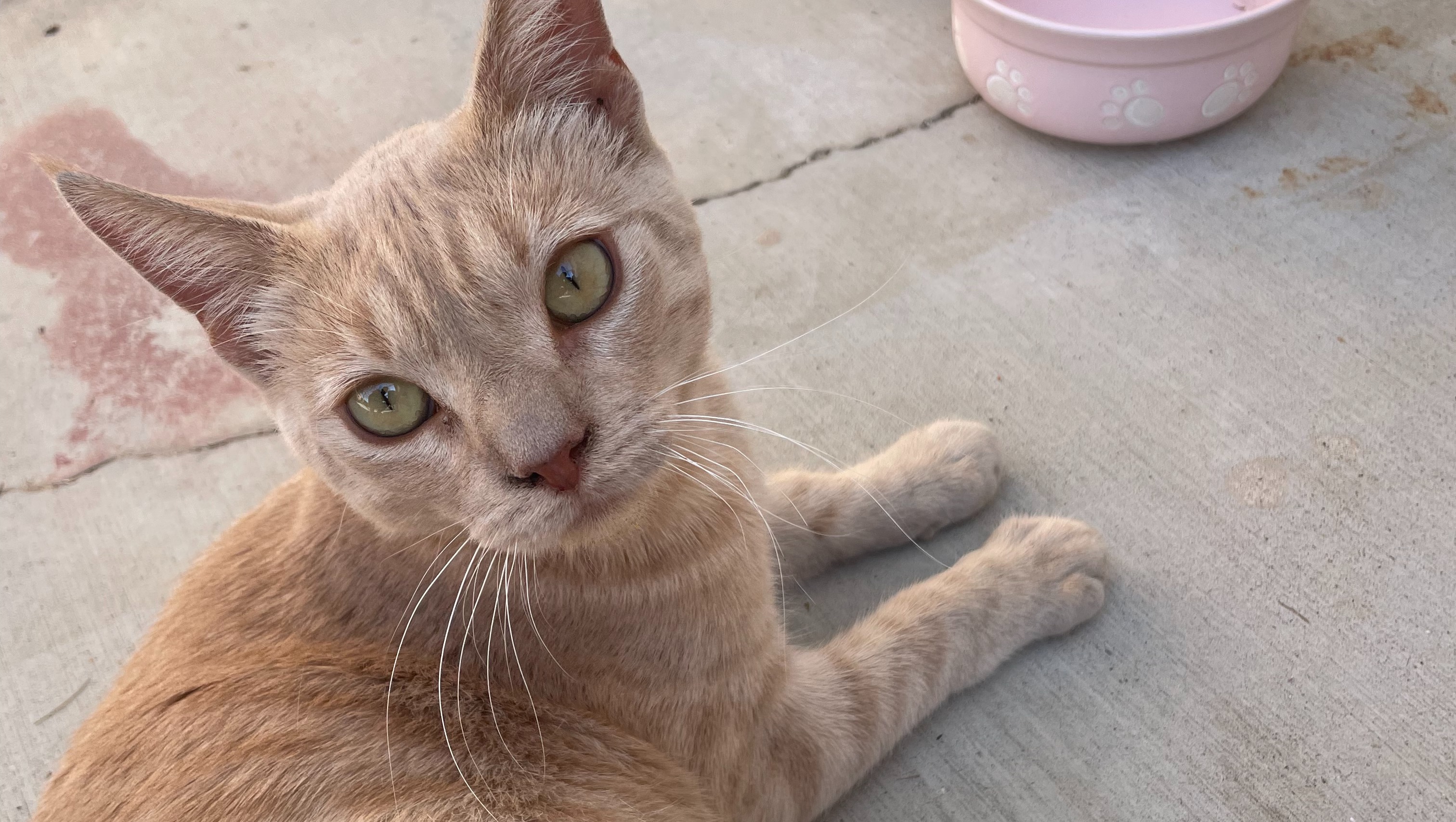 Fundraiser for Isabel Bezart by George Rodriguez : Help Leo the Kitten ...