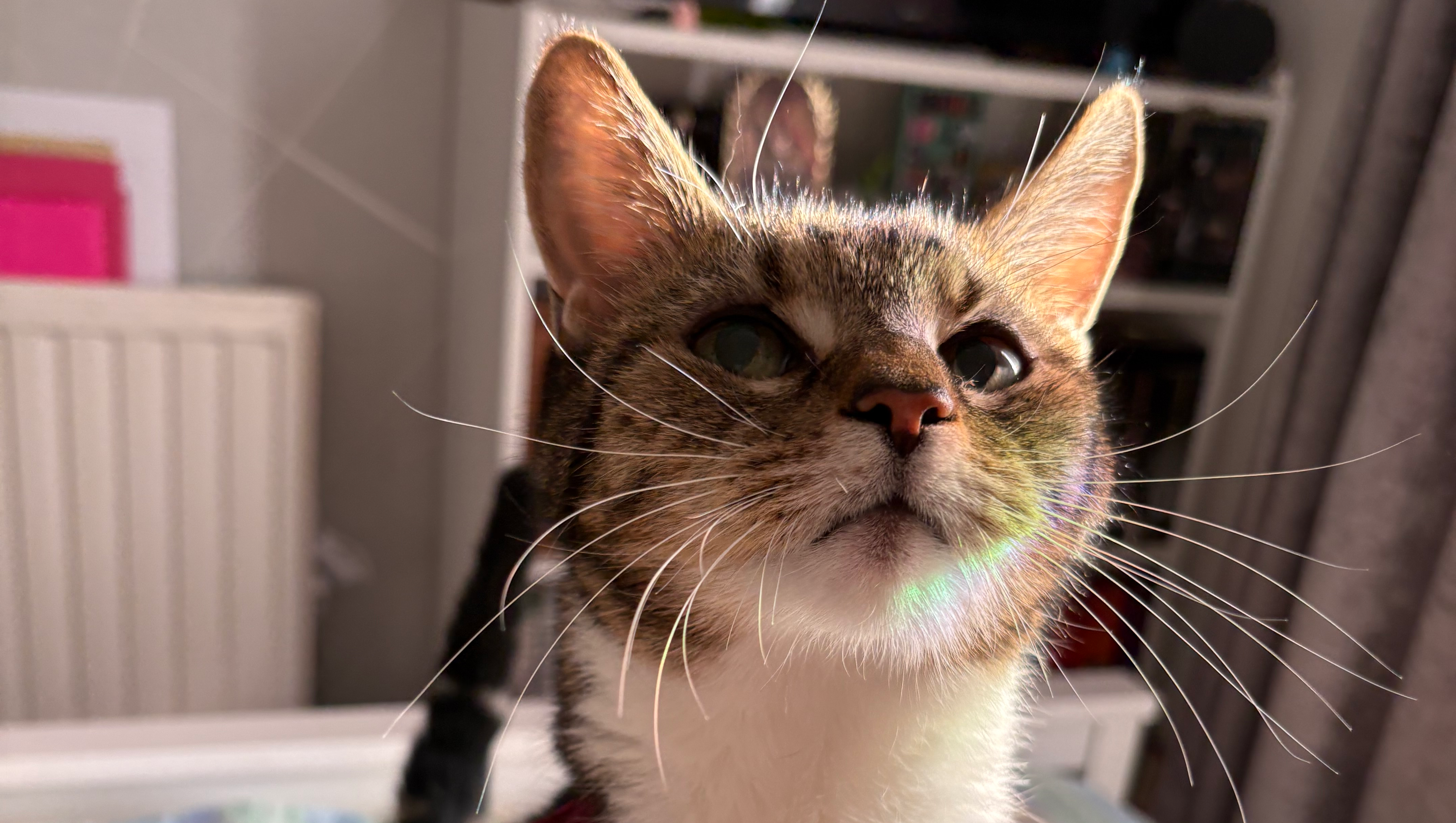 Fundraiser by Oz Duzgun : Gizmo — The 17-Year-Old Fighter