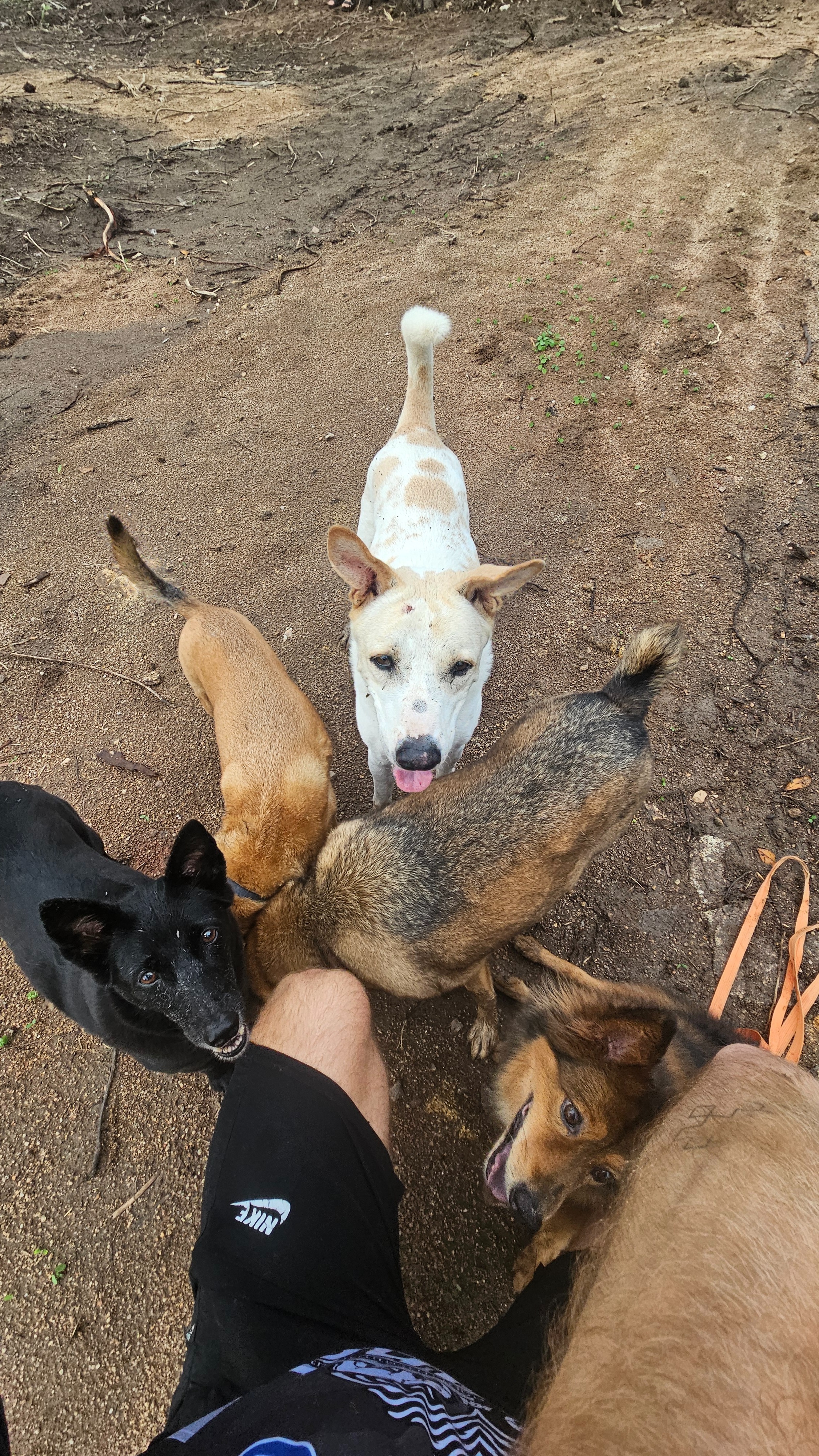 Fundraiser by Joel Allport : Keep Tails Wagging at Happy Tails Sanctuary