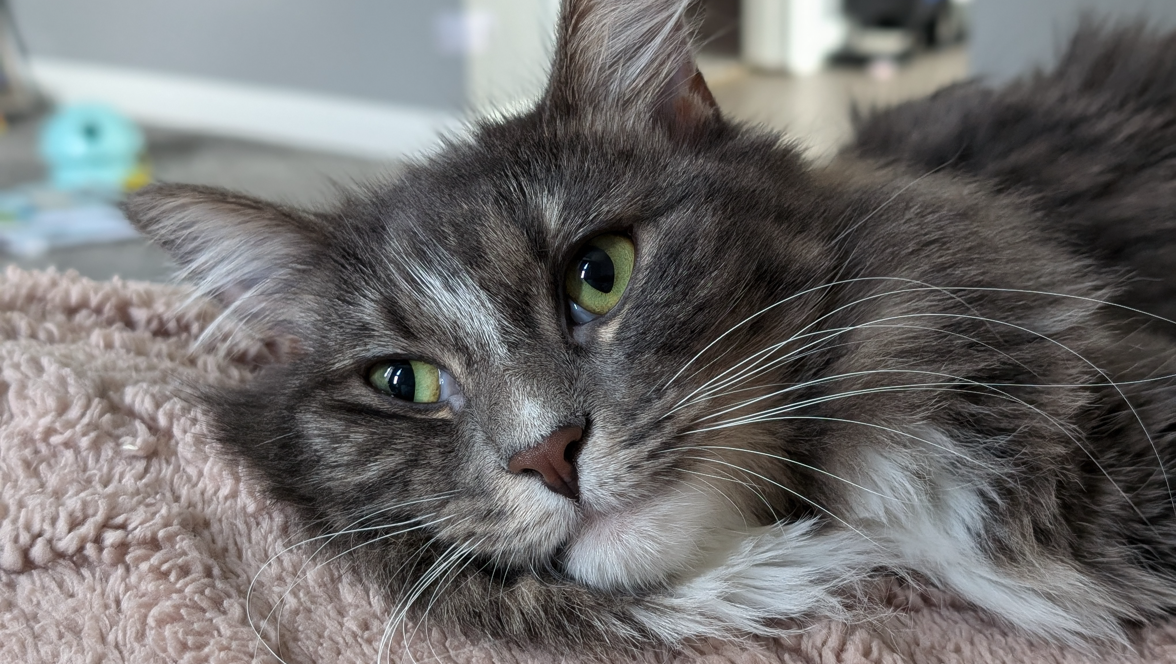 Fundraiser by Tabatha F : Help Asher Get The Help She Needs