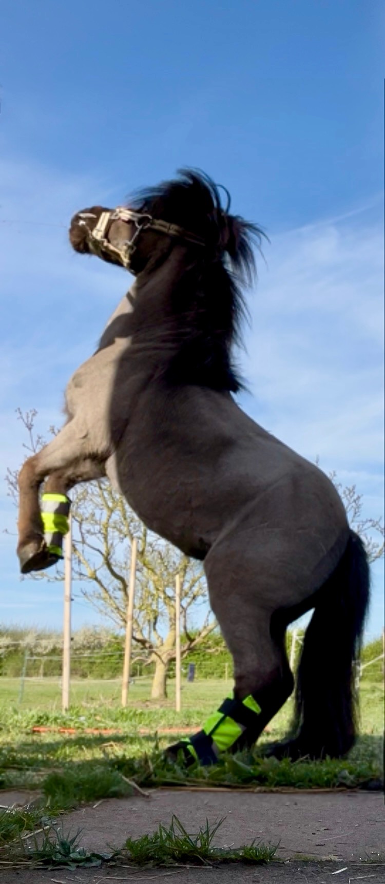 Fundraiser by Maddison Redsell : Save my pony Oreo from being pts.